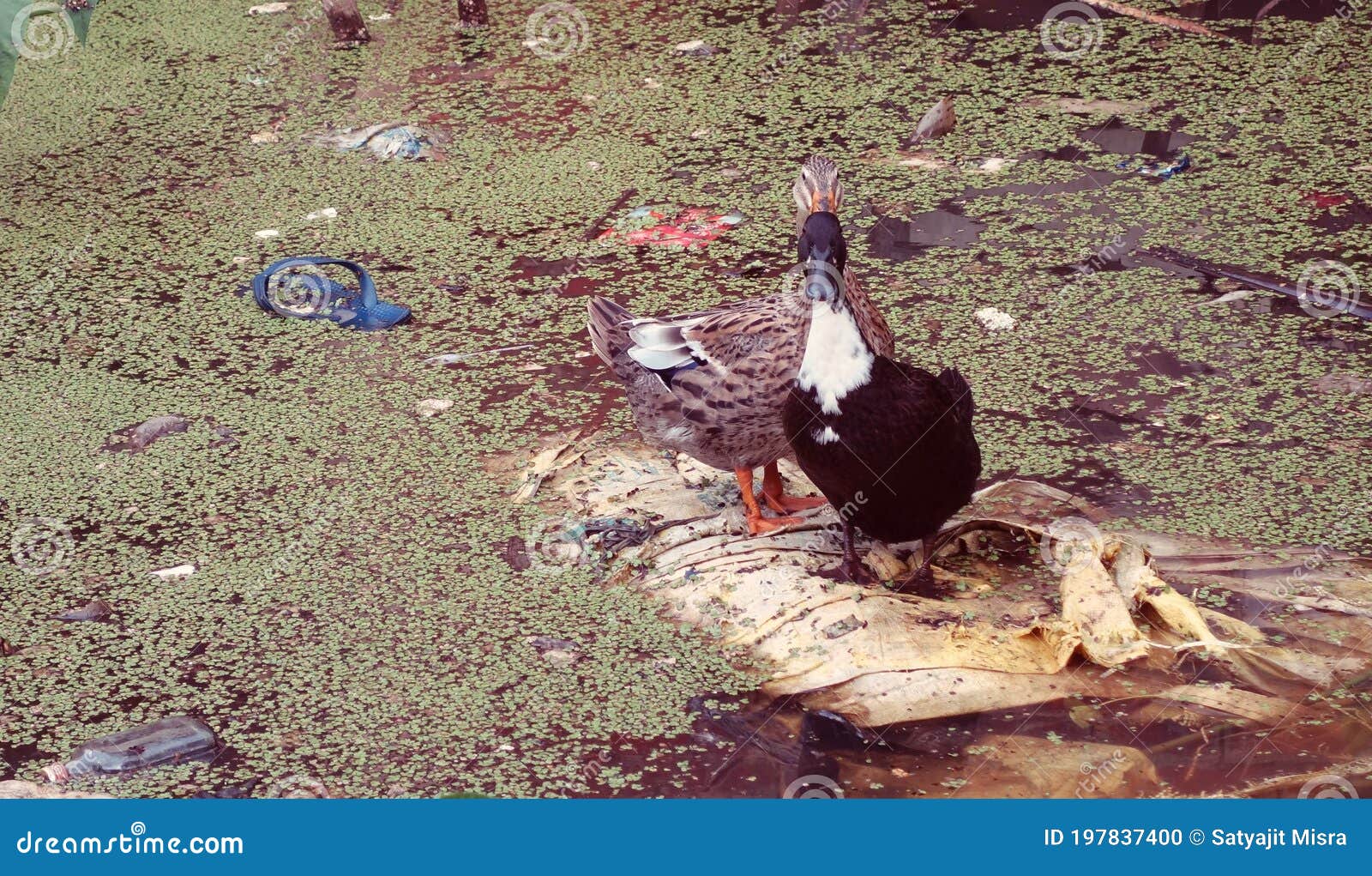 Two Ducks on Polluted Water Stock Photo - Image of water, animal: 197837400