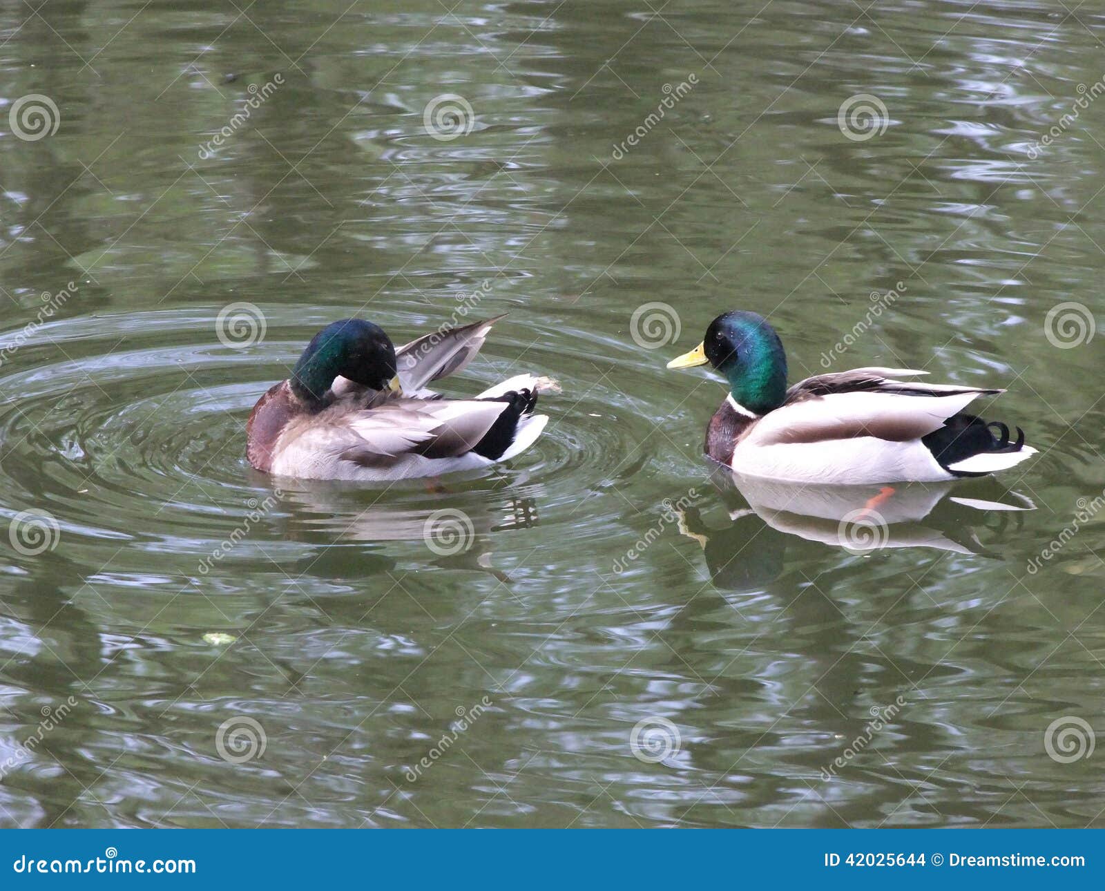 Two ducks stock photo. Image of water, birds, bird, motion - 42025644