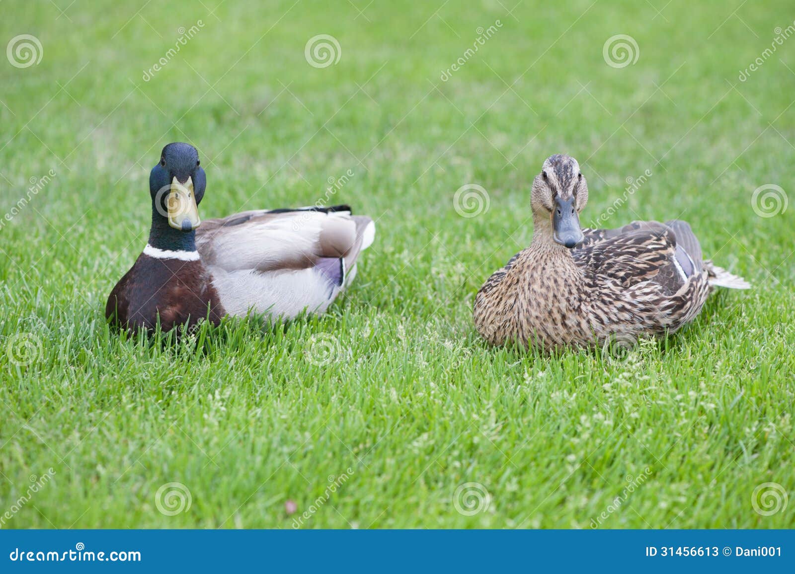 Two Ducks stock image. Image of horizontal, spring, background - 31456613