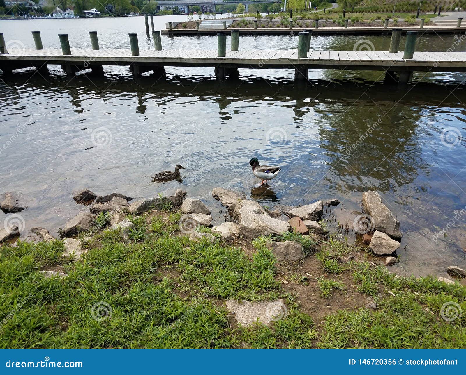 Two Ducks on the Shore of a River with Rocks and Pier Stock Photo ...
