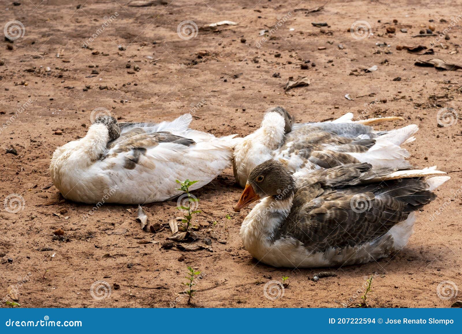 Two Ducks Sleeping and One Awake Stock Photo - Image of plumage ...