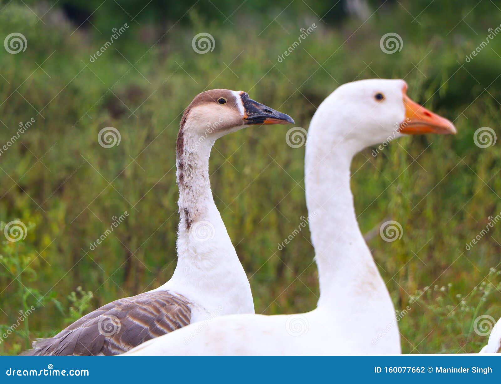 Ducks in the field. stock photo. Image of animal, ducks - 160077662