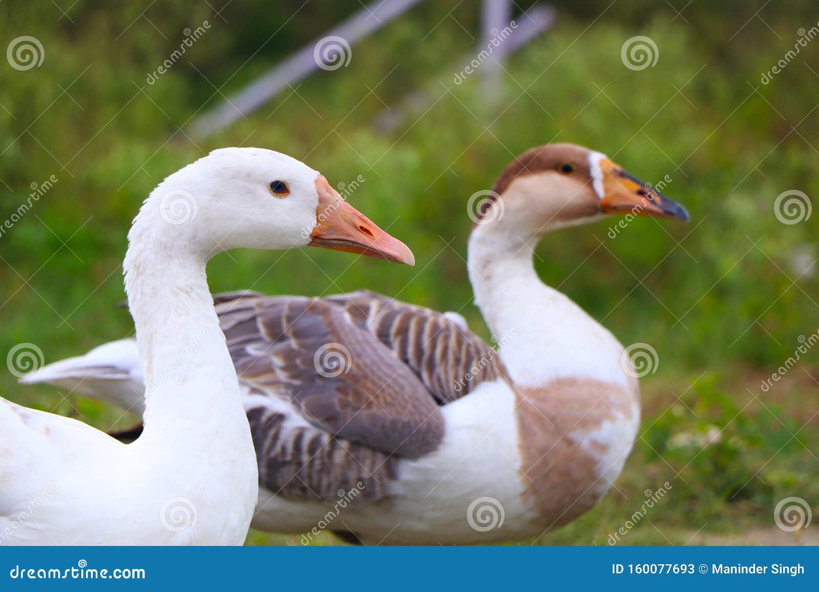 Ducks in the field. stock image. Image of ducks, forest - 160077693