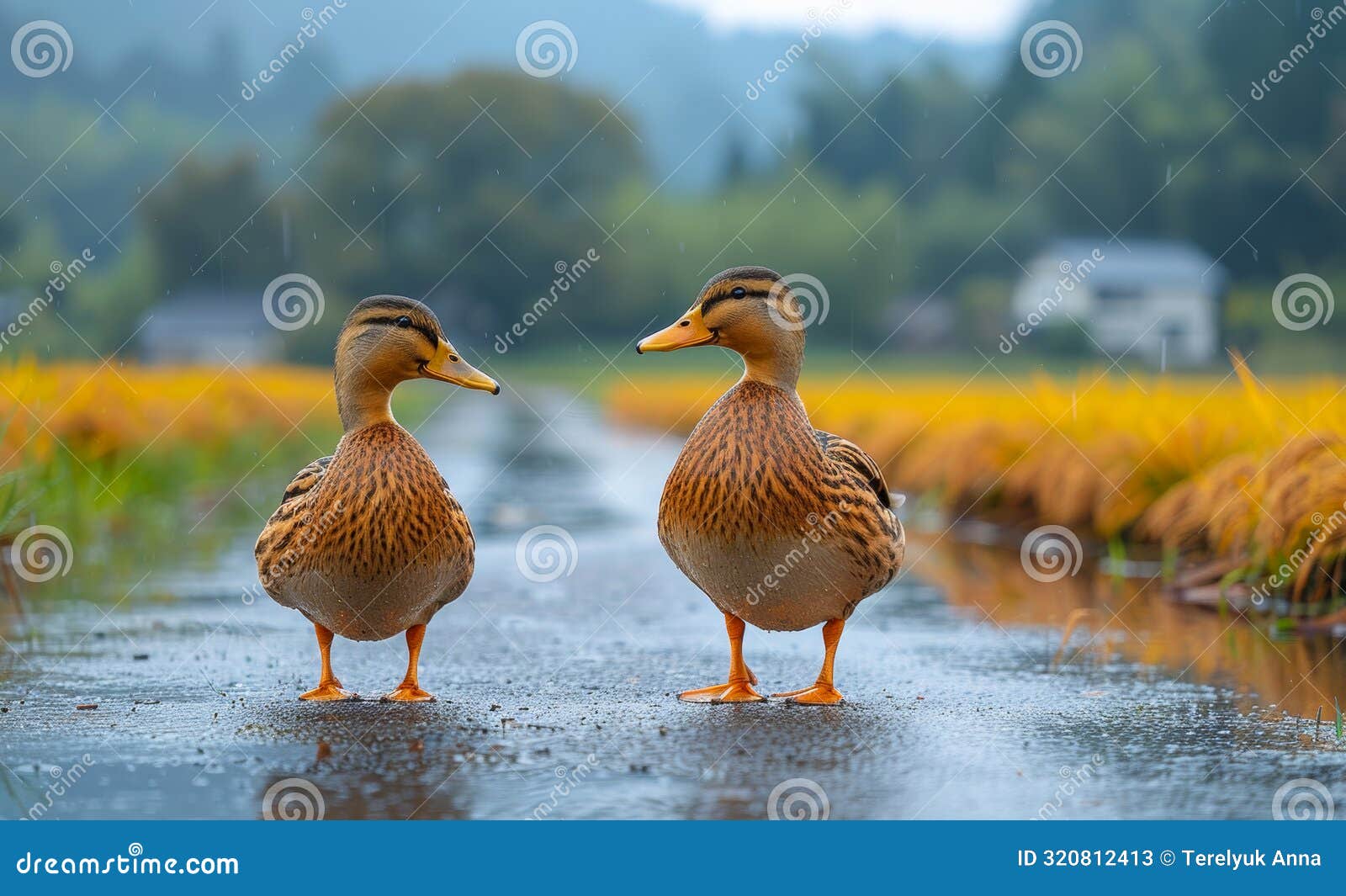 Two Ducks Stand on the Road in the Rain Stock Image - Image of cute ...