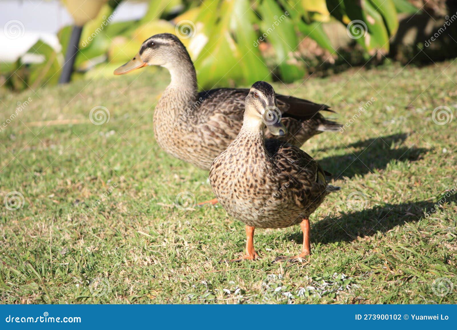 Two Ducks are Standing in the Grass and One is Looking at the Camera ...