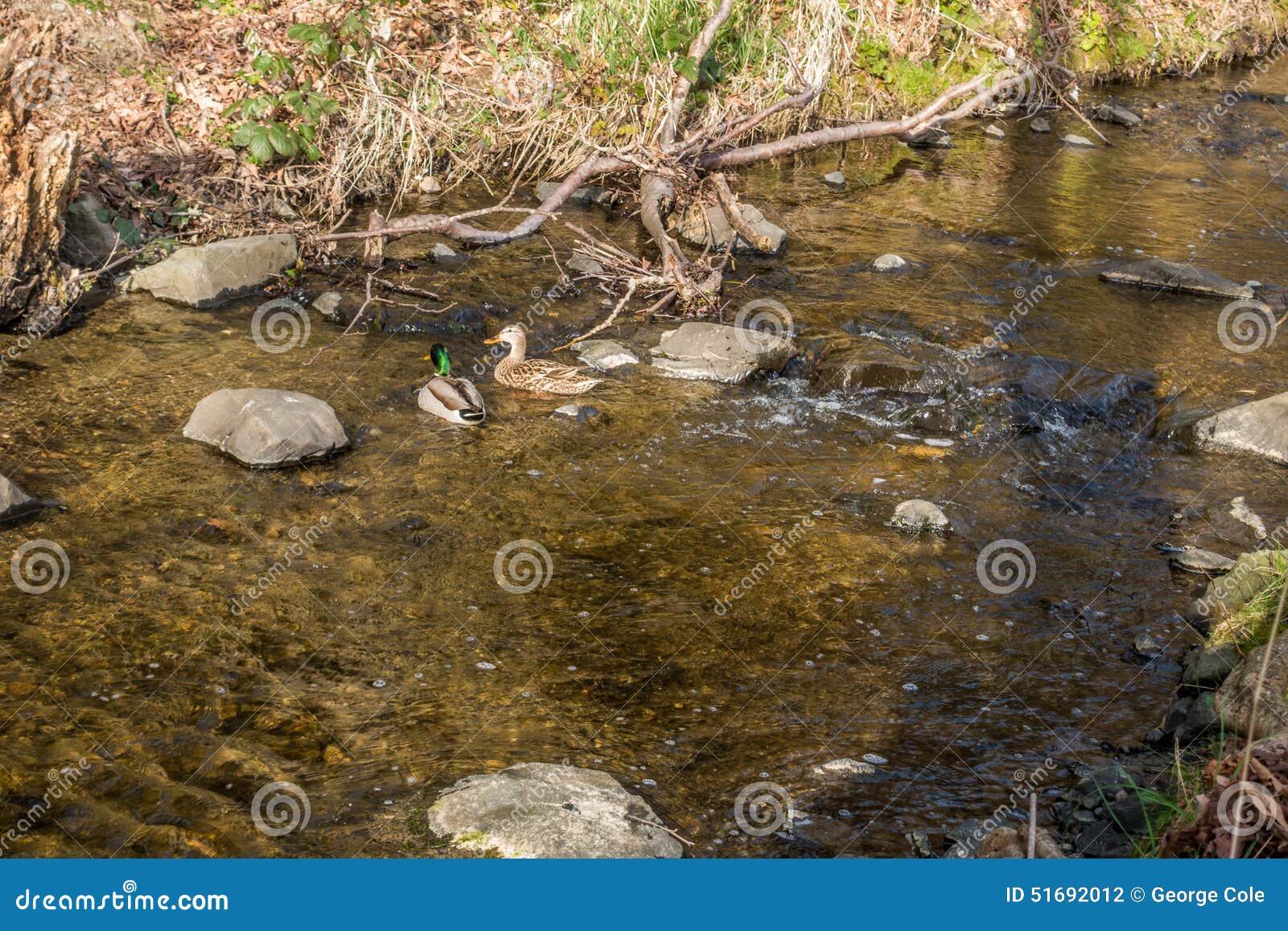 Two Ducks in a Stream stock photo. Image of bird, landscape - 51692012