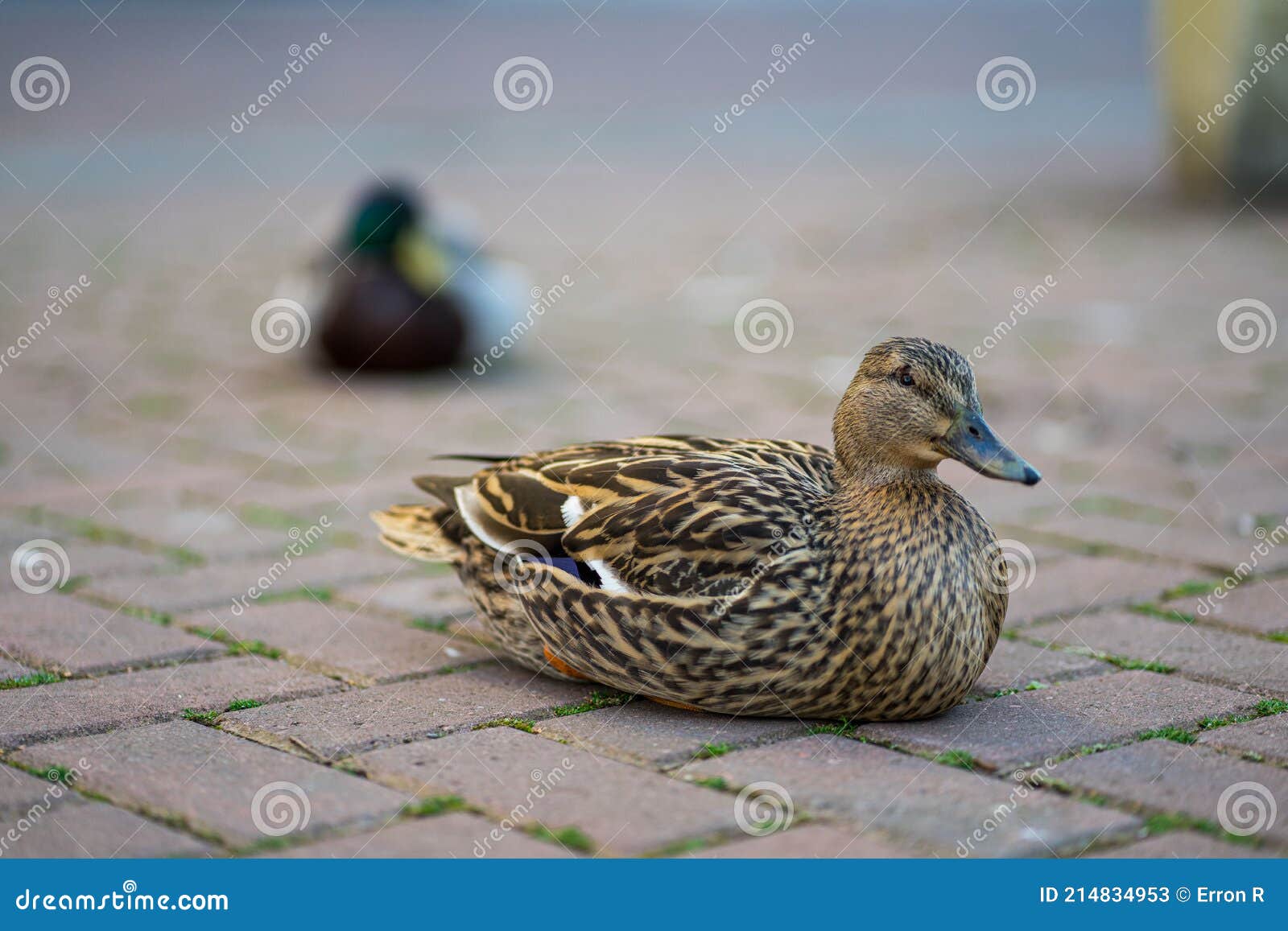 Two Ducks on the Street, One Posing for the Camera Stock Image - Image ...