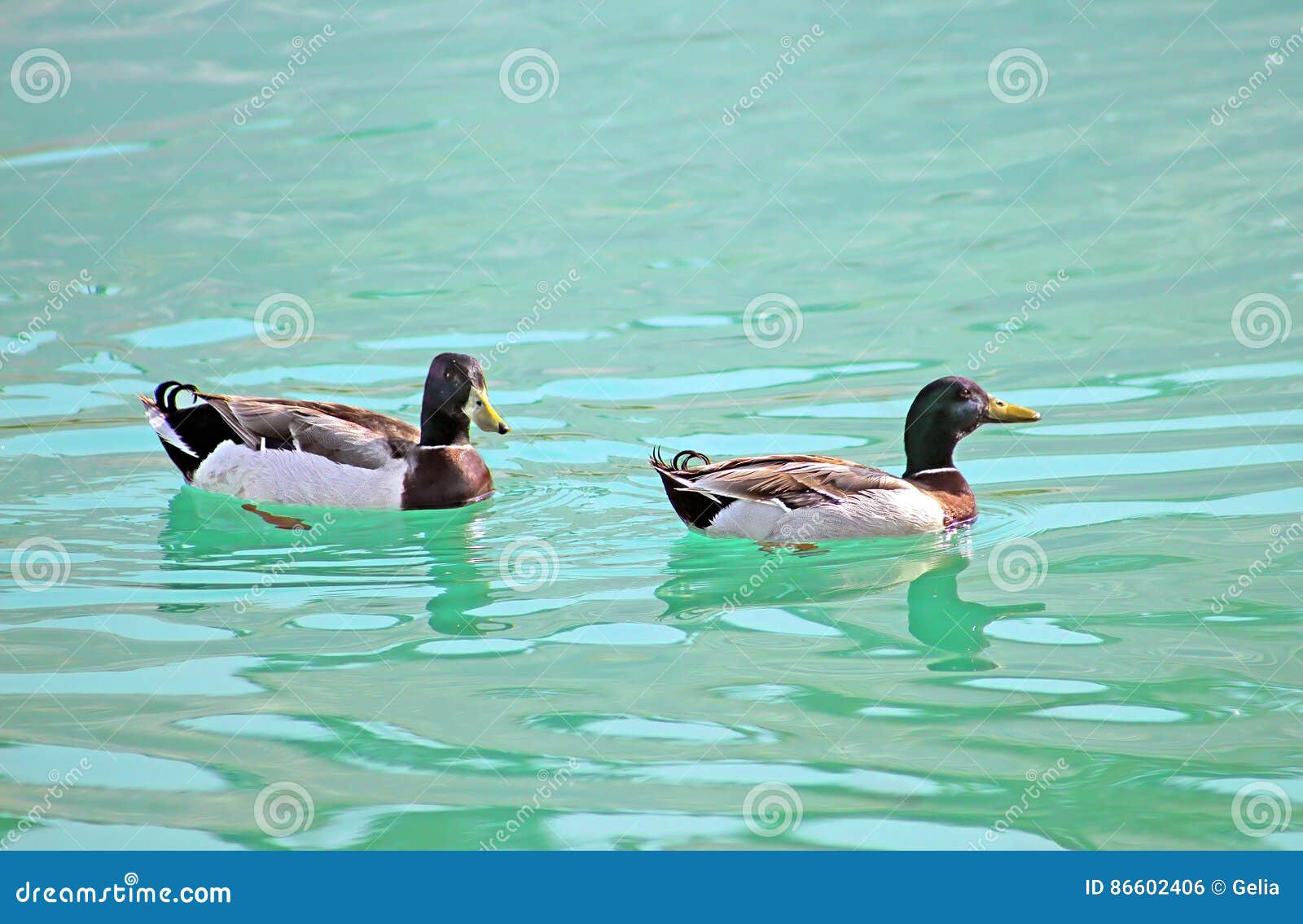 Two Ducks are Swimming on the Lake Stock Photo - Image of nature, grass ...