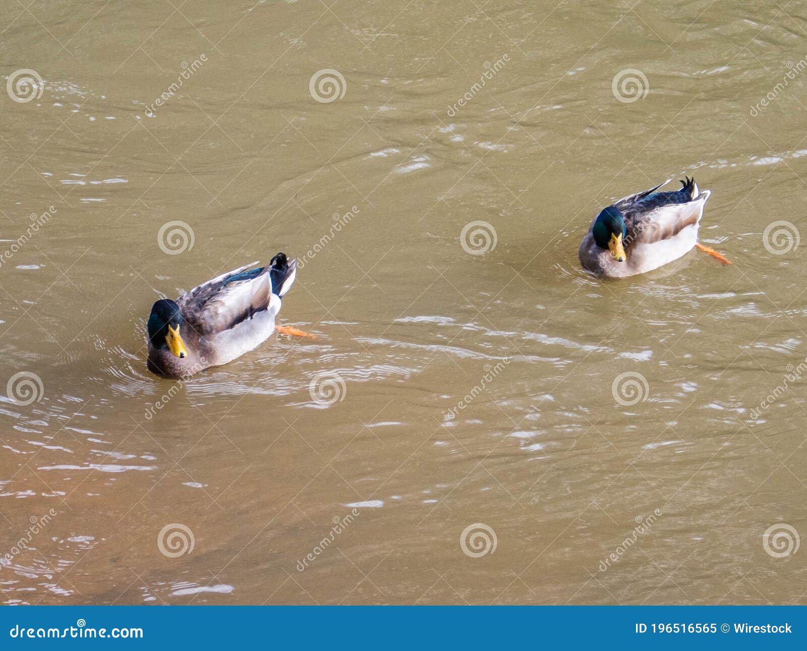 Limpid Water Stock Image | CartoonDealer.com #2422879