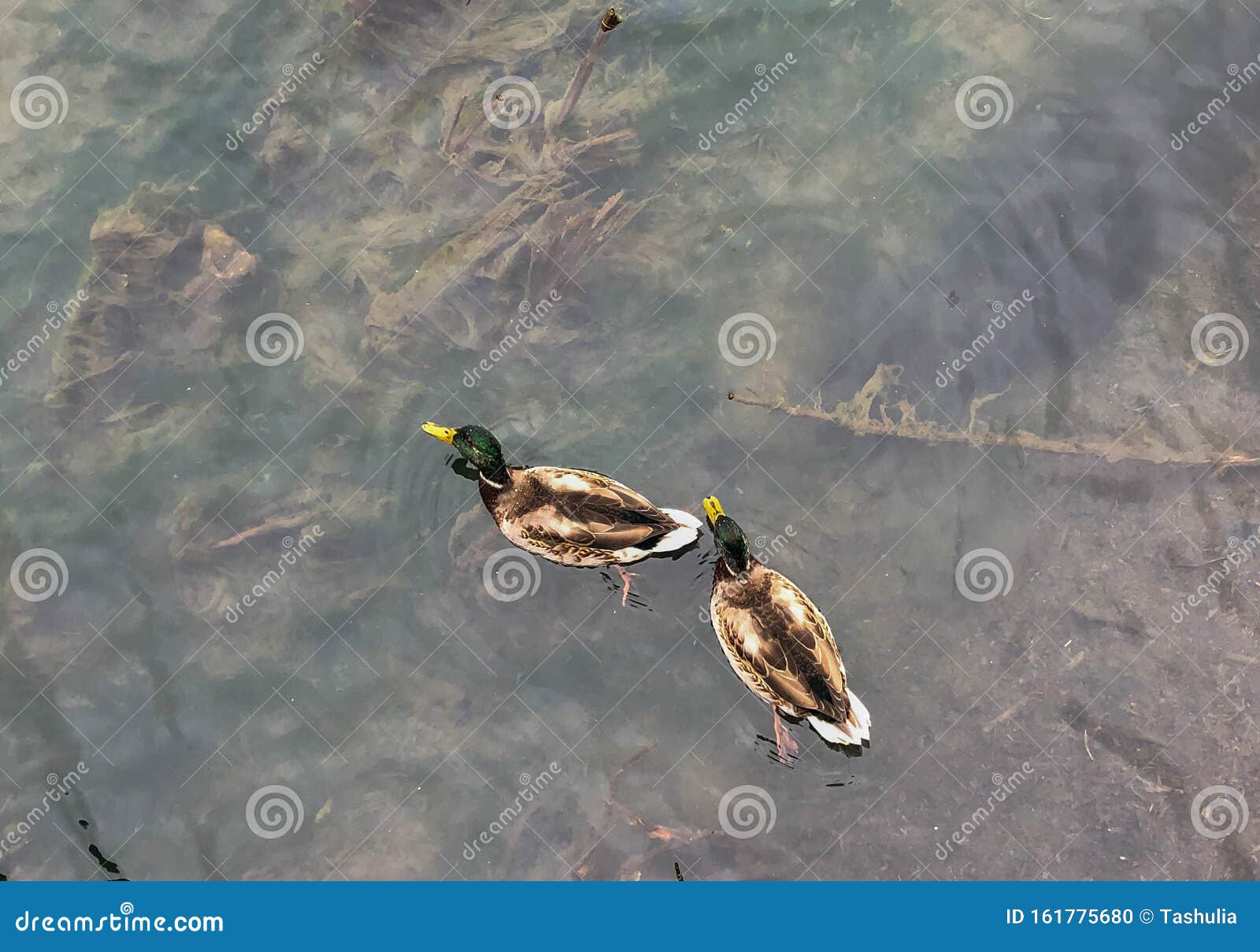 Two Ducks Swimming in the River, View from Above Stock Photo - Image of ...