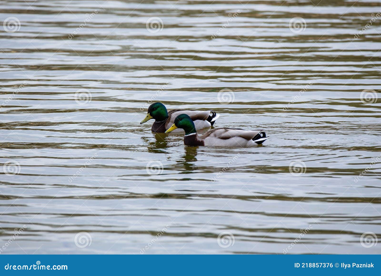 Two Ducks Swimming on the Undulating Water Stock Photo - Image of park ...