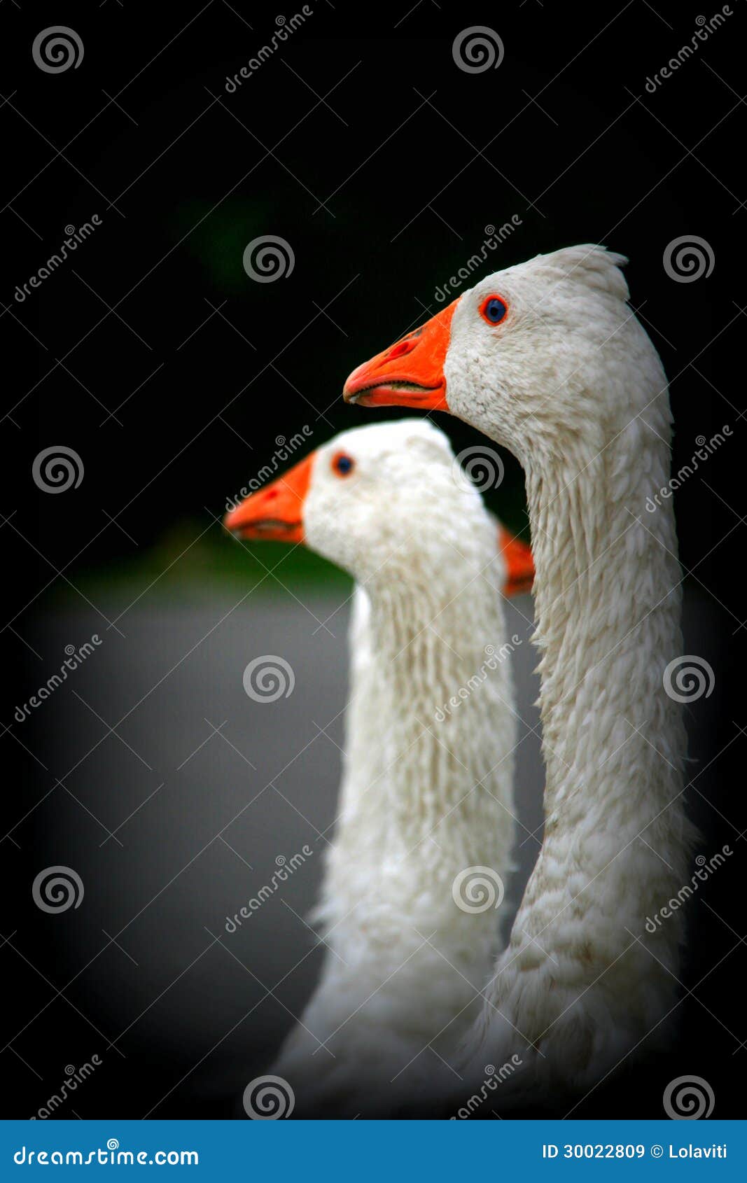 Double duck stock image. Image of white, eyes, hair, animals - 30022809