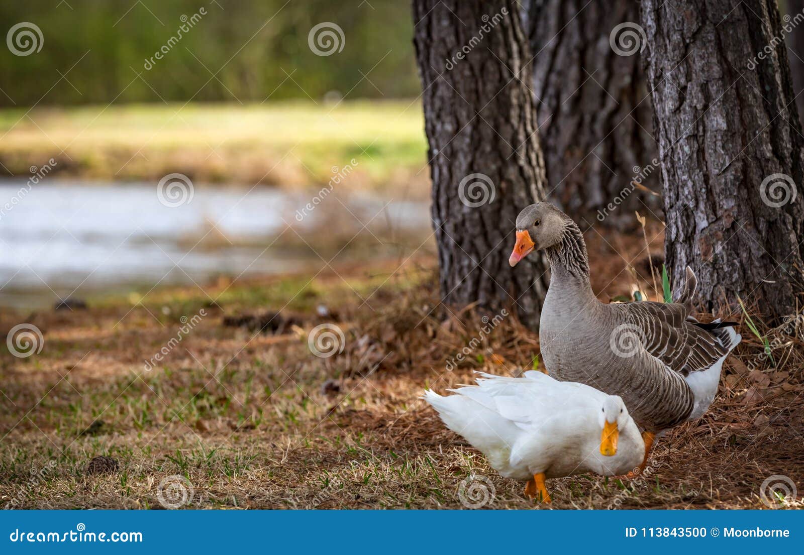 Two Ducks by a tree stock photo. Image of small, beauty - 113843500