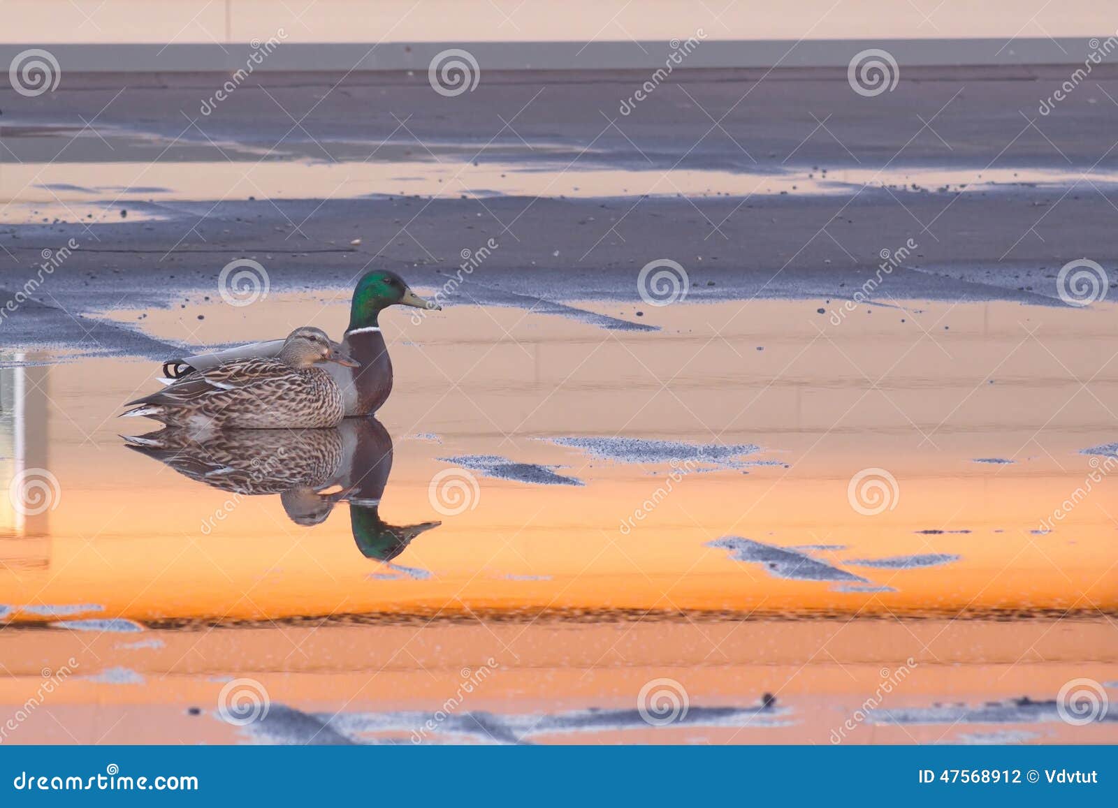 Two Ducks, Victoria, BC, Canada Stock Photo - Image of dusk, dawn: 47568912