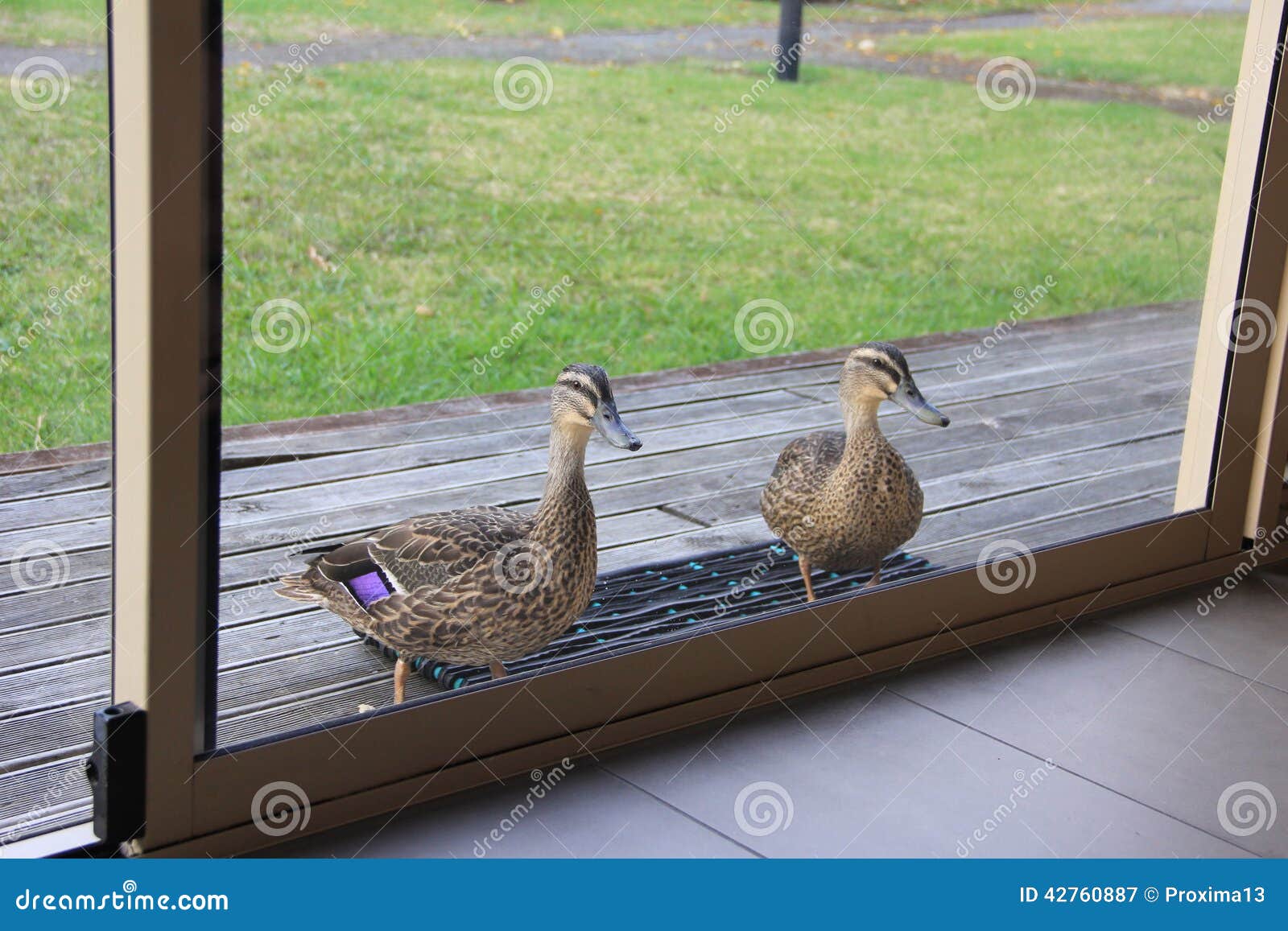 Two Ducks Waiting Outside the Window Stock Image - Image of nature ...