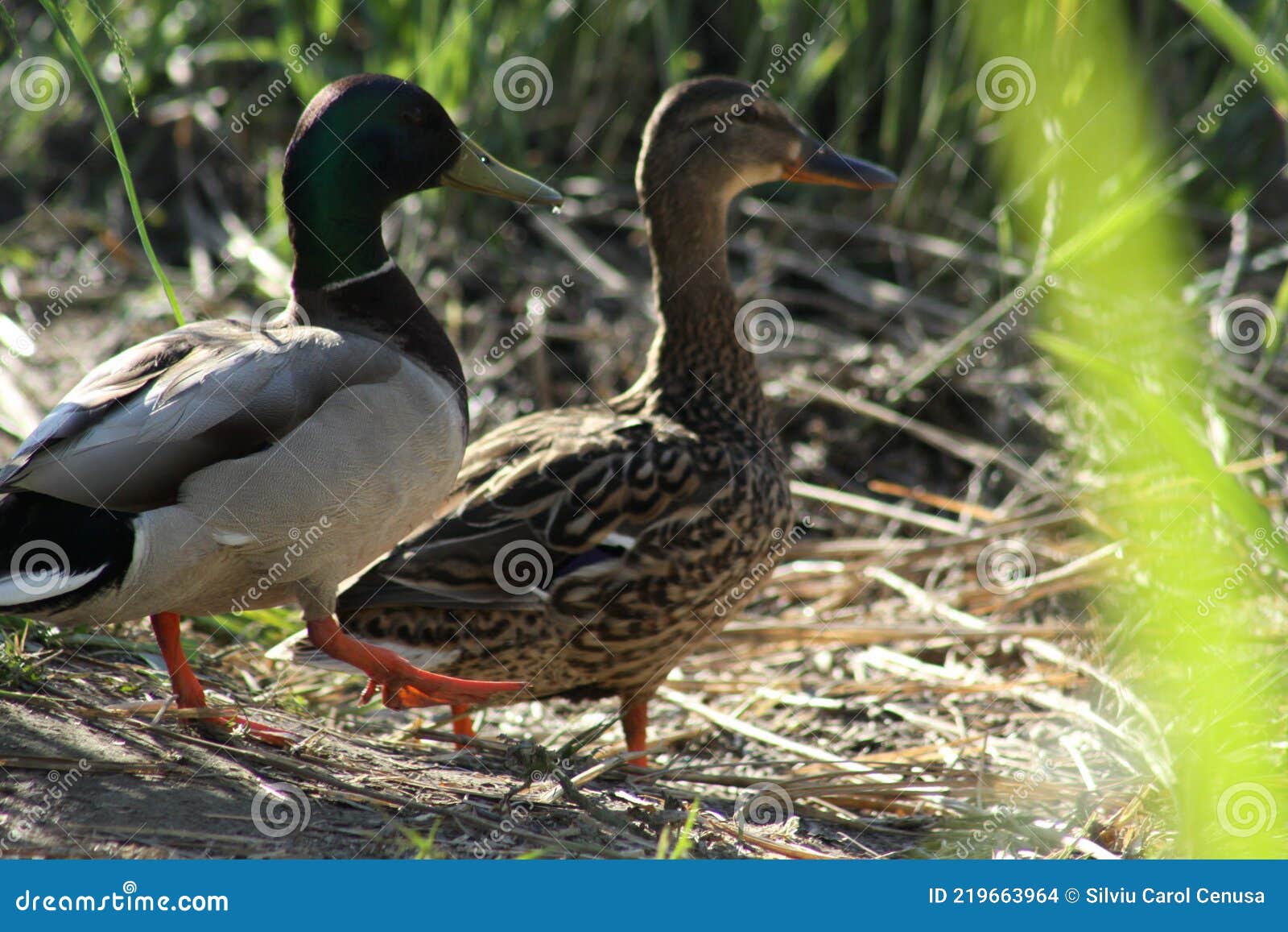 Two Ducks Walking Together in Nature Stock Photo - Image of agriculture ...