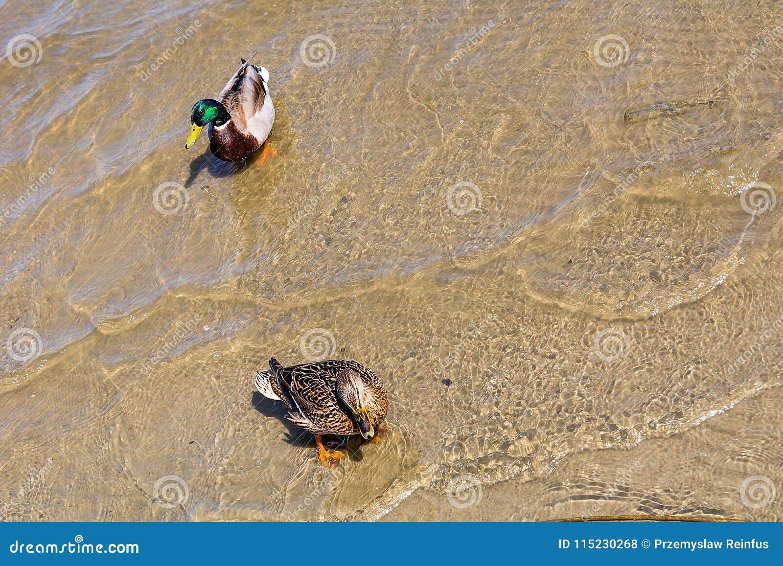 Two ducks on the water stock photo. Image of nature - 115230268