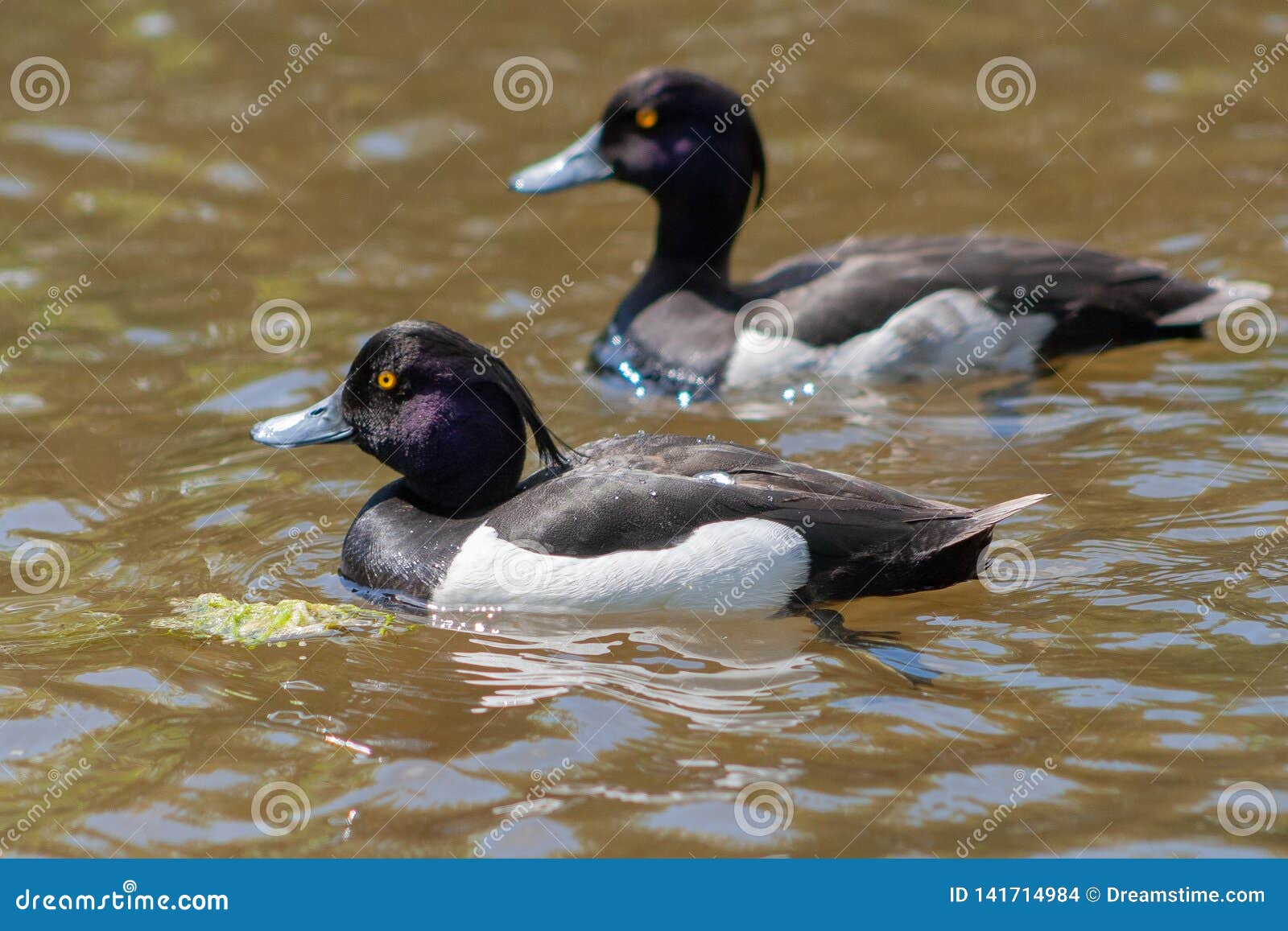 Two ducks in the water stock photo. Image of couple - 141714984