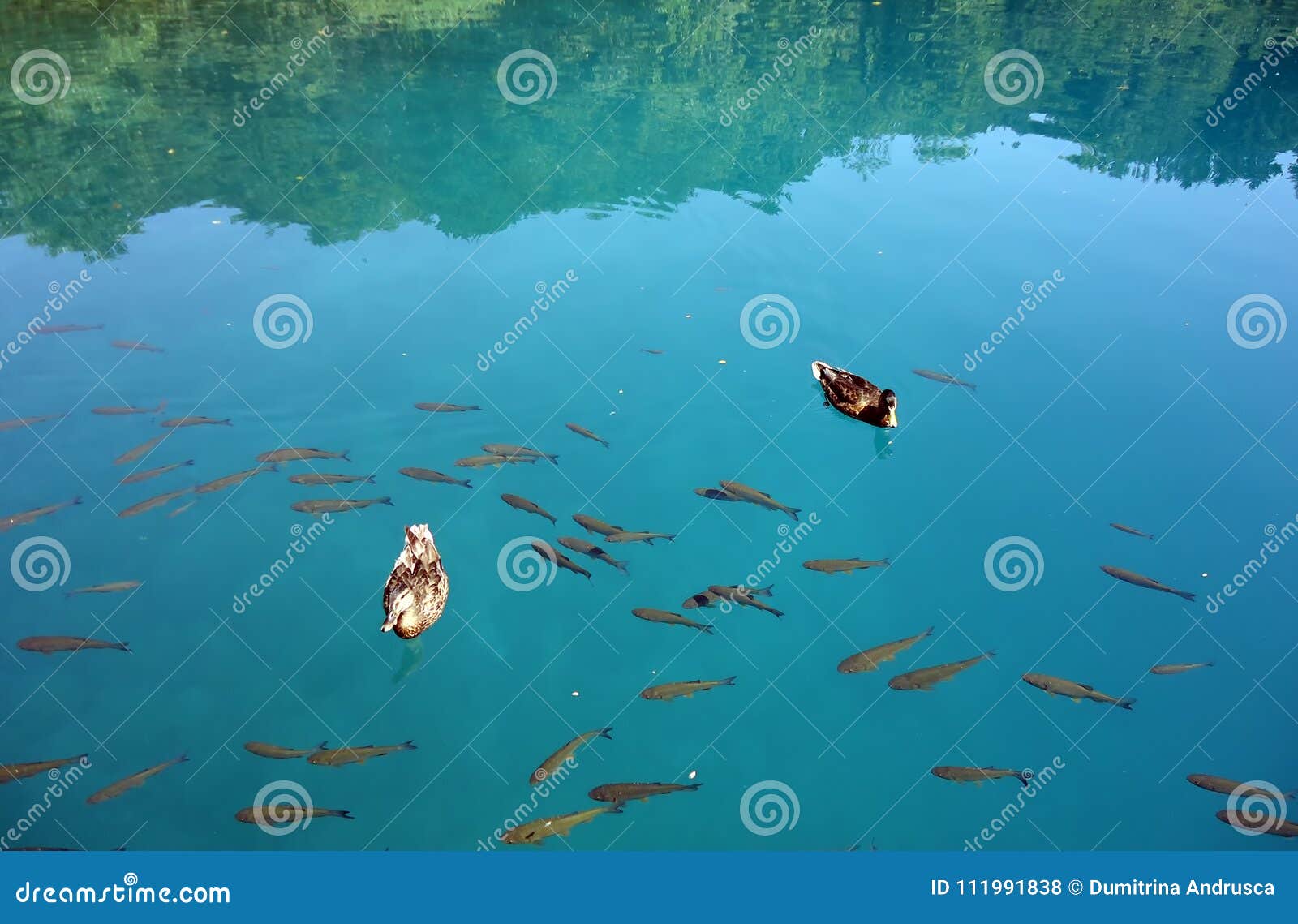 Two ducks on water stock photo. Image of background - 111991838