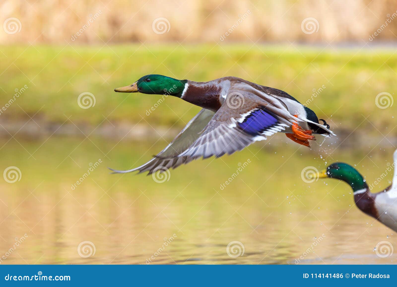Two Ducks are Waving the Wings and are Just Flying Stock Photo - Image ...