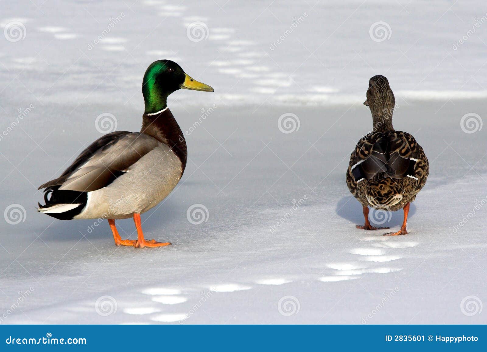 Two ducks in the winter stock image. Image of nature, footprints - 2835601