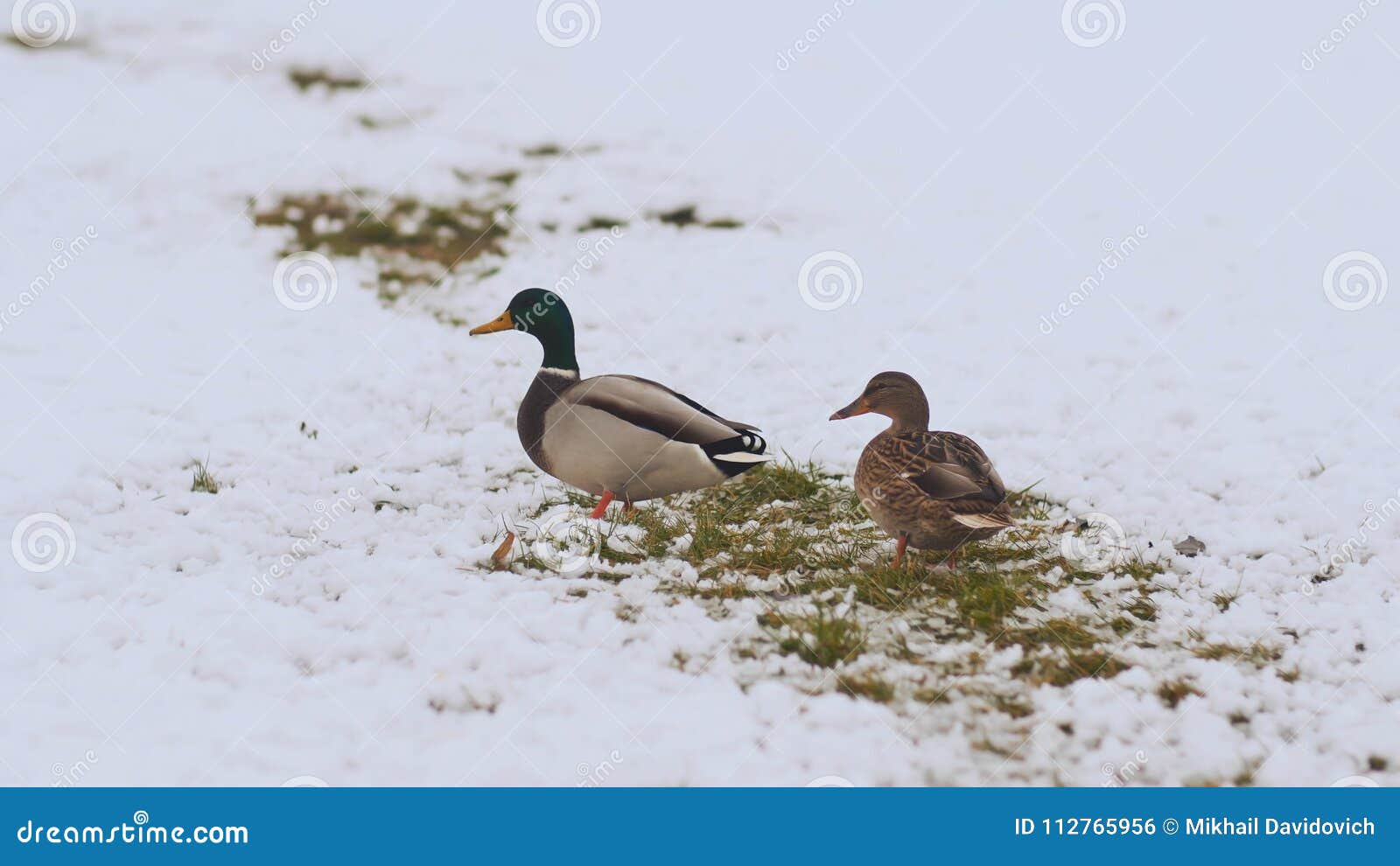 Two Ducks in the Winter on Snow. Russian Winter. Stock Photo - Image of ...