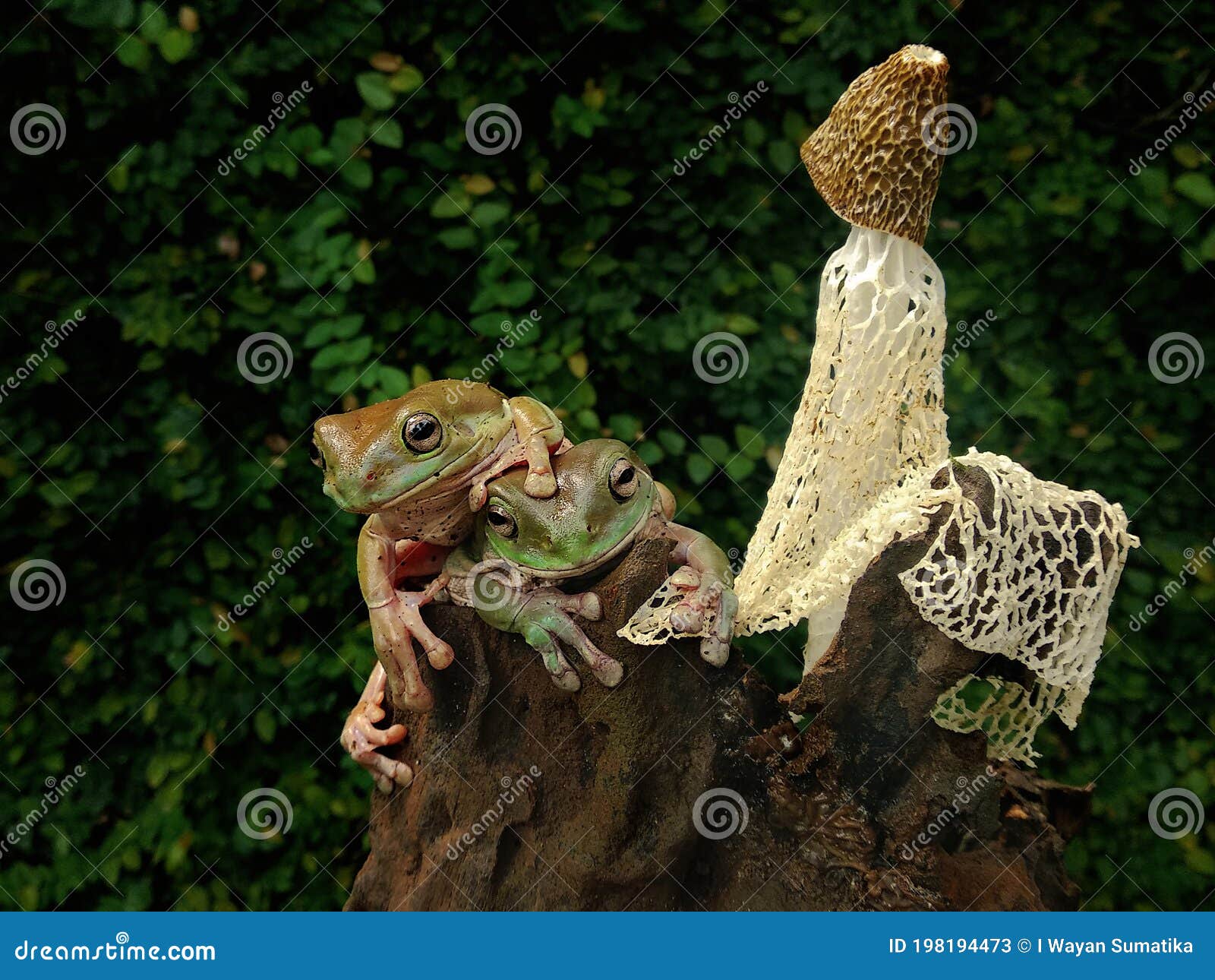 Two Dumpy Frogs Litoria Caerulea are Resting Under Mushrooms. Stock ...