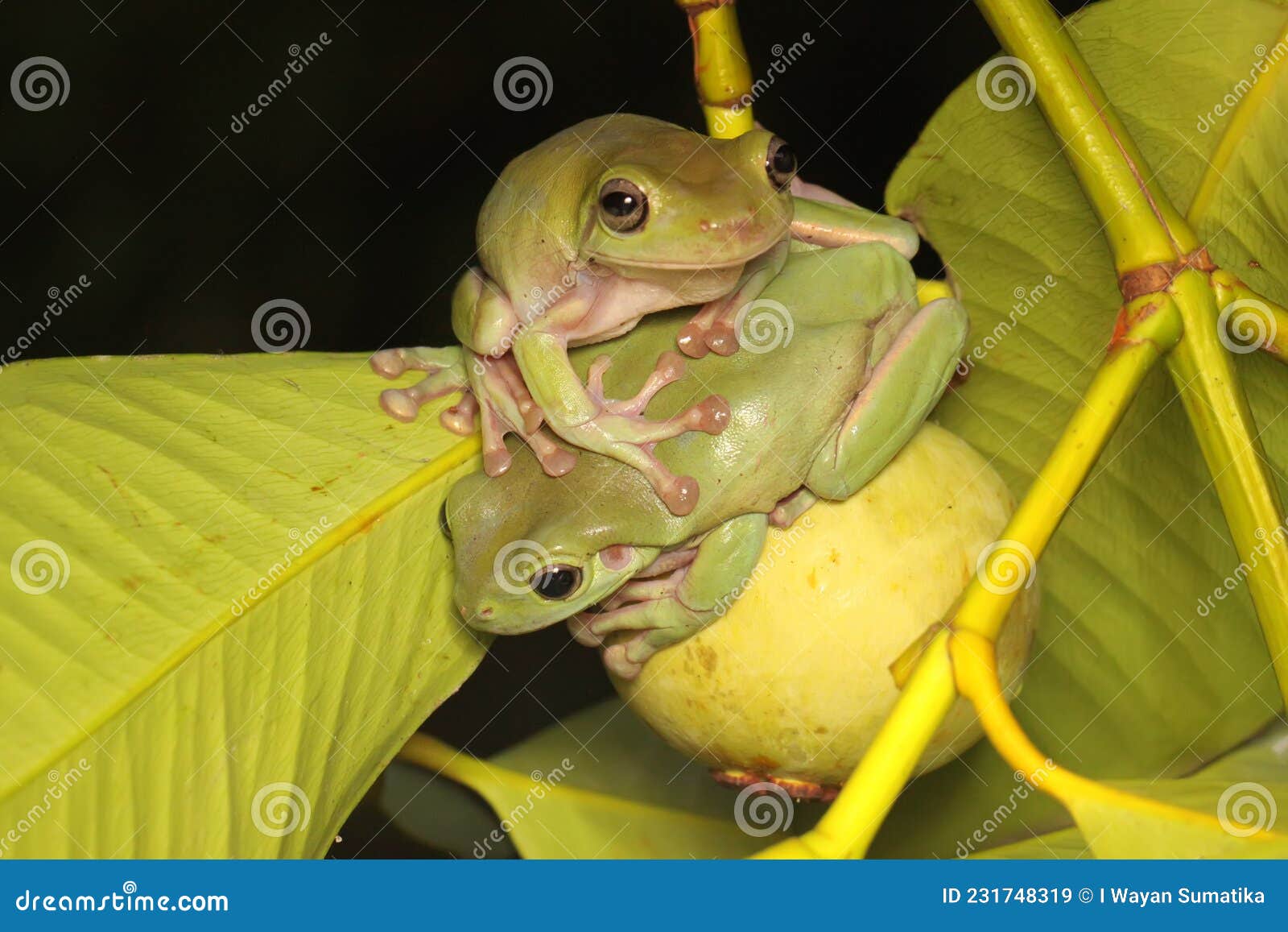 Two Dumpy Frogs Resting on a Mangosteen Tree Trunk. Stock Image - Image ...