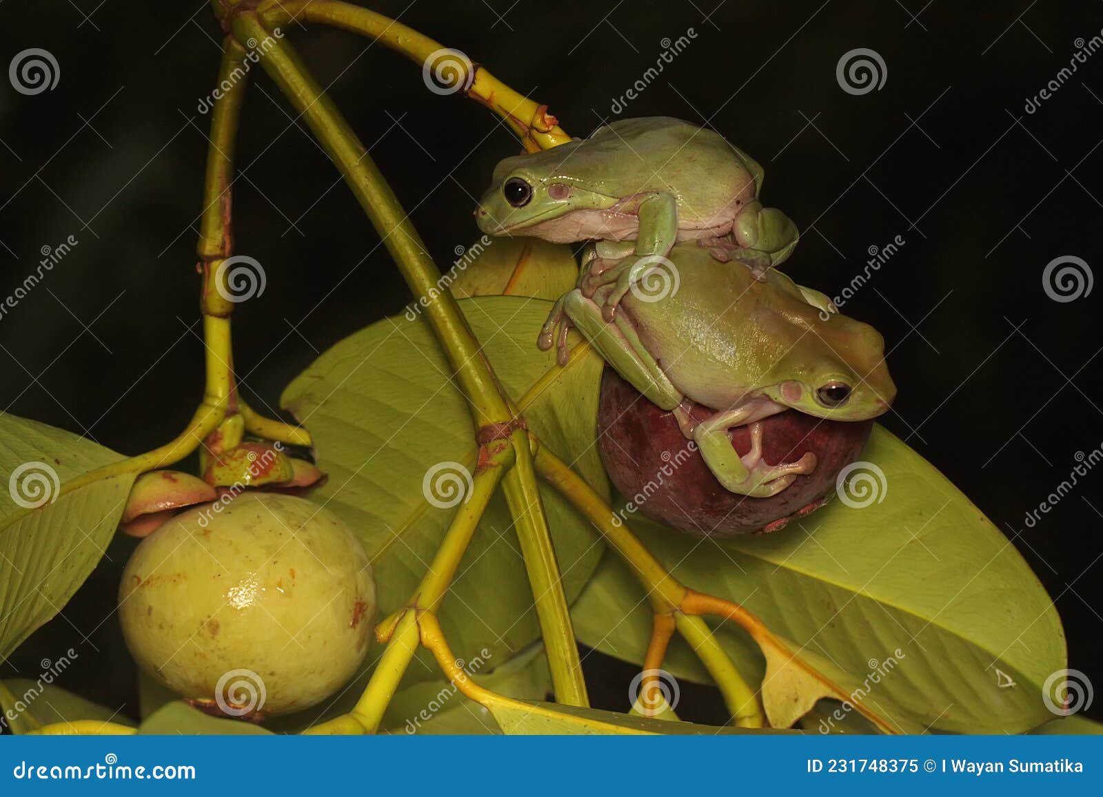 Two Dumpy Frogs Resting on a Mangosteen Tree Trunk. Stock Image - Image ...