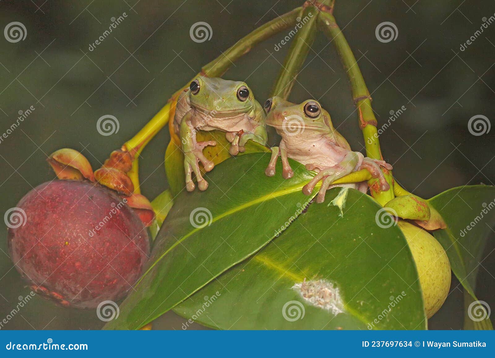 Two Dumpy Frogs Resting on a Mangosteen Tree Trunk. Stock Photo - Image ...