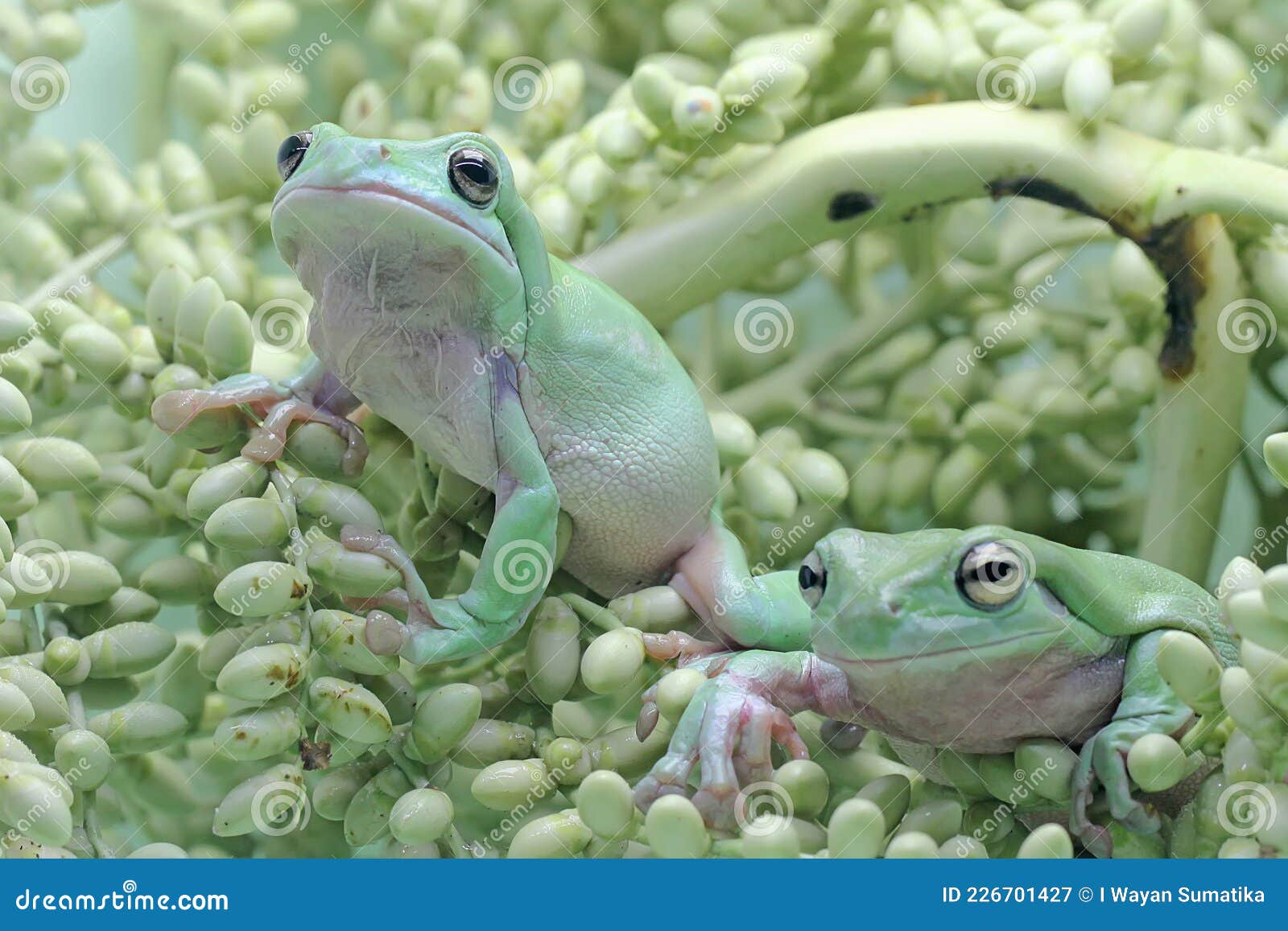 Two Dumpy Tree Frogs Resting on a Bunch of Young Palms. Stock Image ...