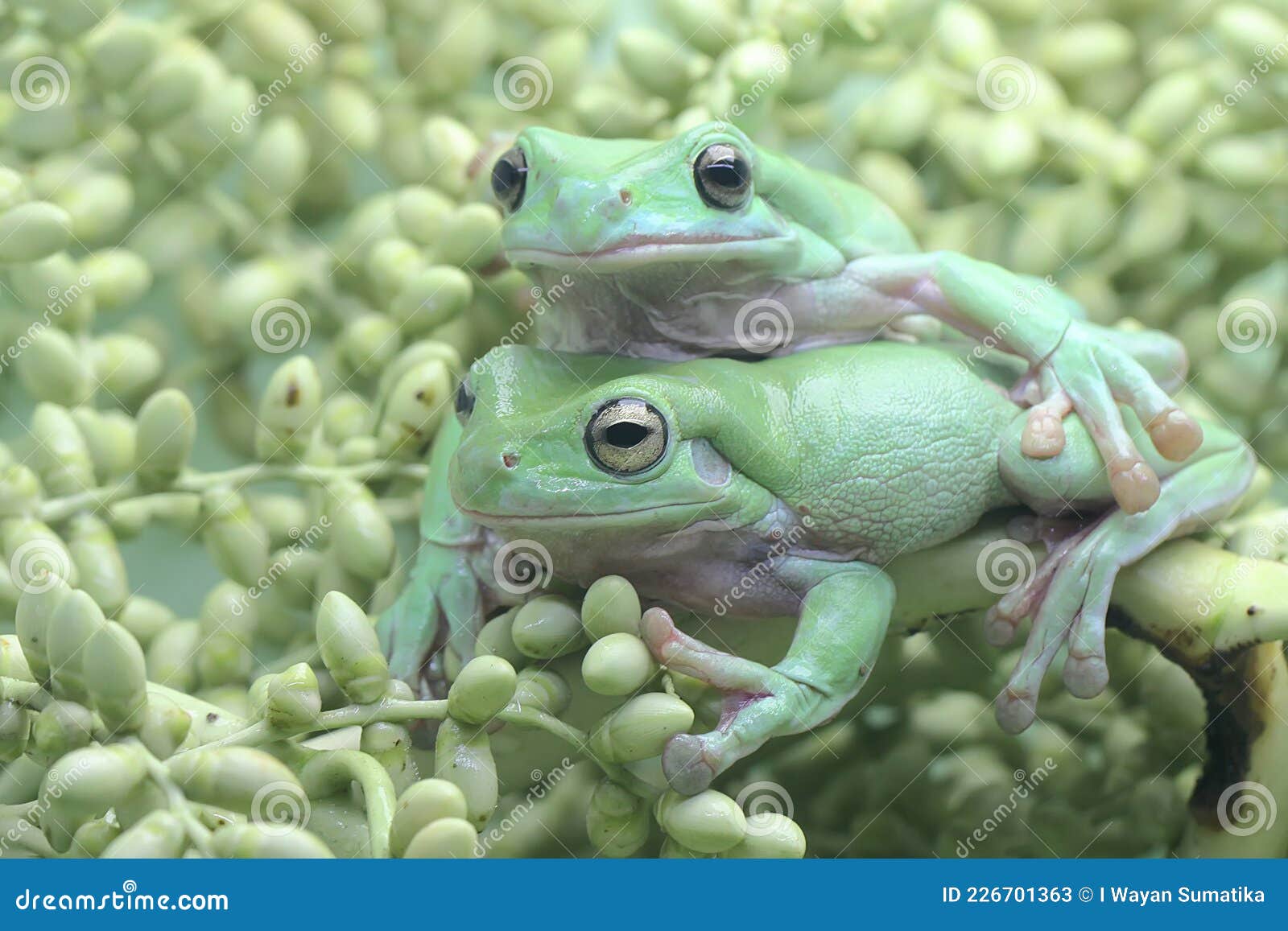 Two Dumpy Tree Frogs Resting on a Bunch of Young Palms. Stock Image ...