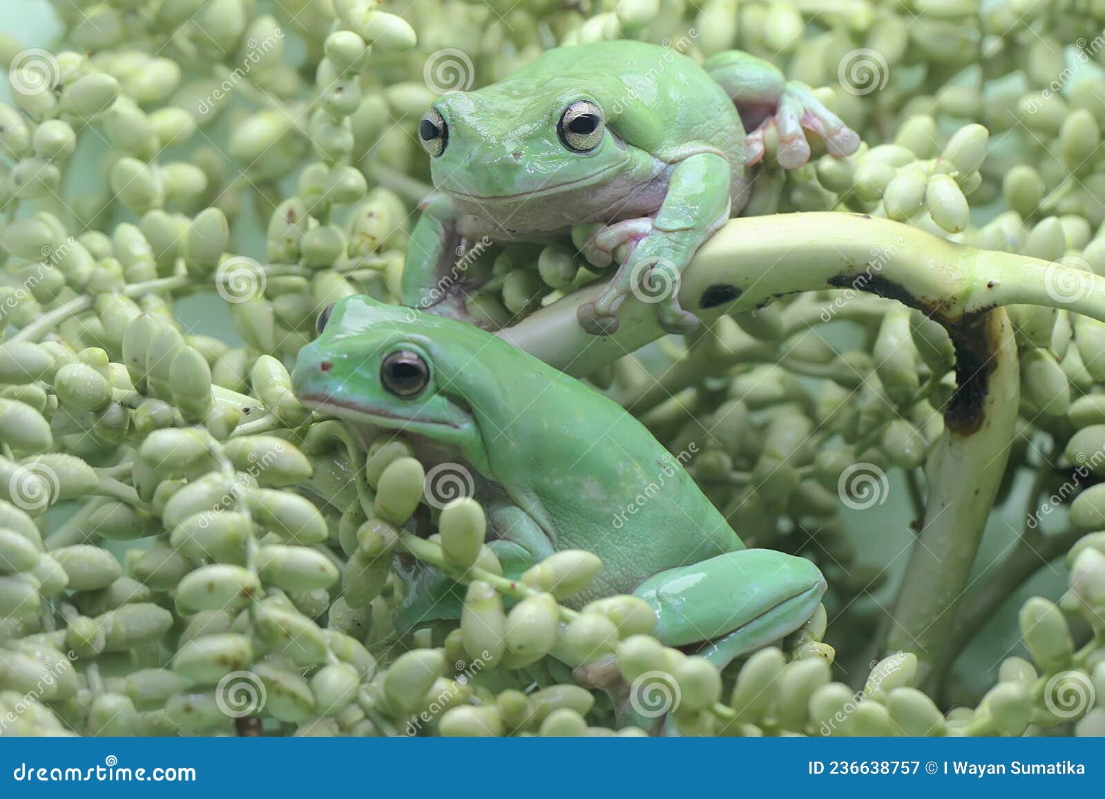 Two Dumpy Tree Frogs Resting on a Bunch of Young Palms. Stock Image ...