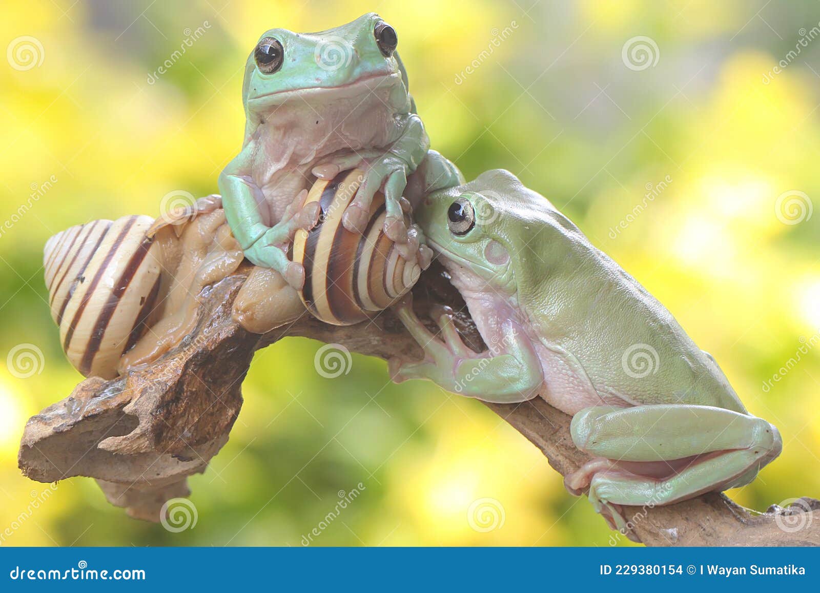 Two Dumpy Tree Frogs Resting in the Bushes. Stock Photo - Image of ...