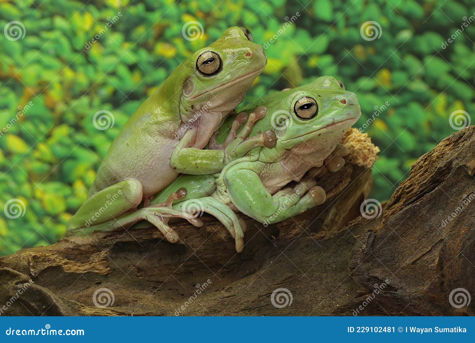 Two Dumpy Tree Frogs Resting in the Bushes. Stock Image - Image of ...