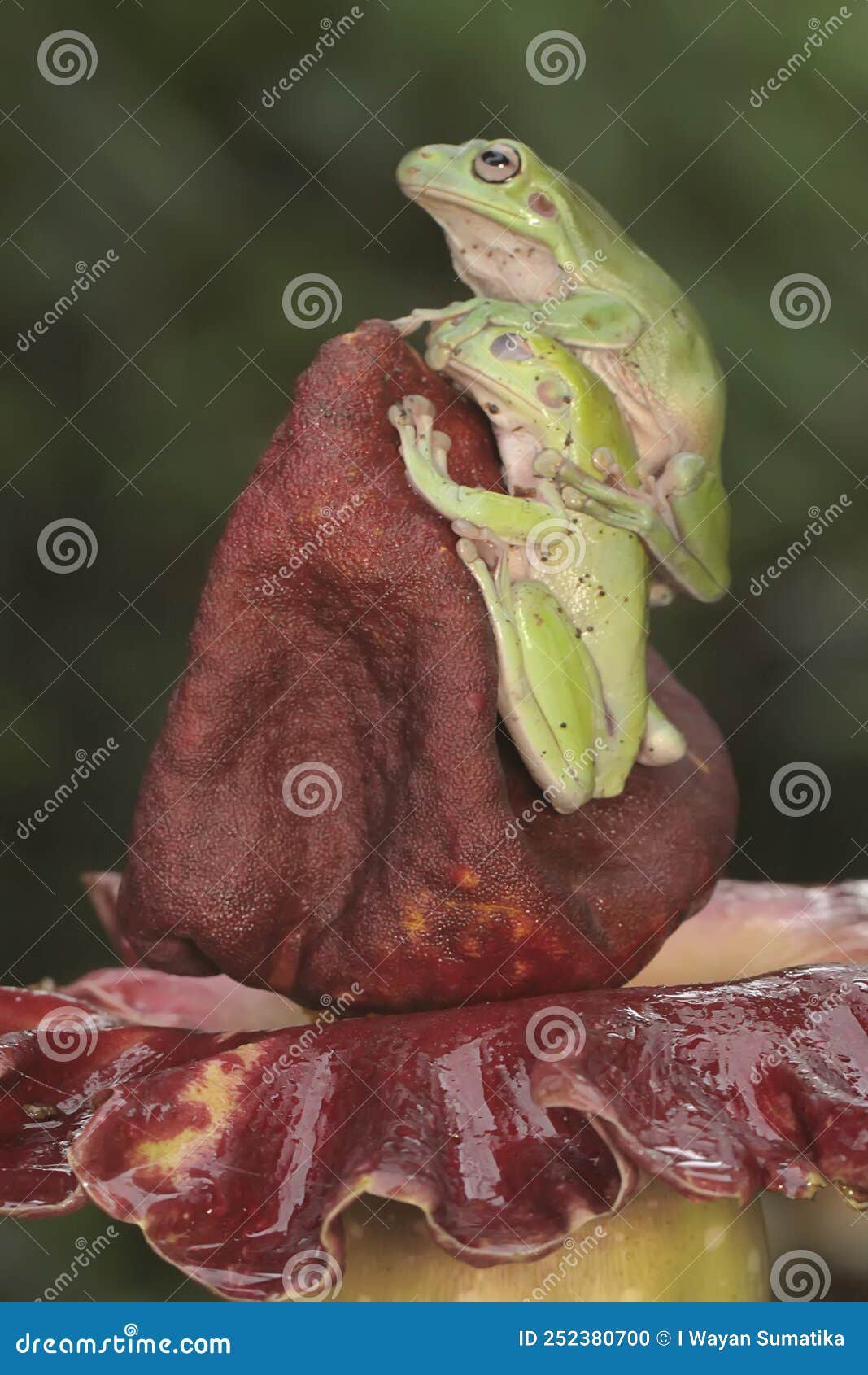 Two Dumpy Tree Frogs are Resting. Stock Photo - Image of closeup ...