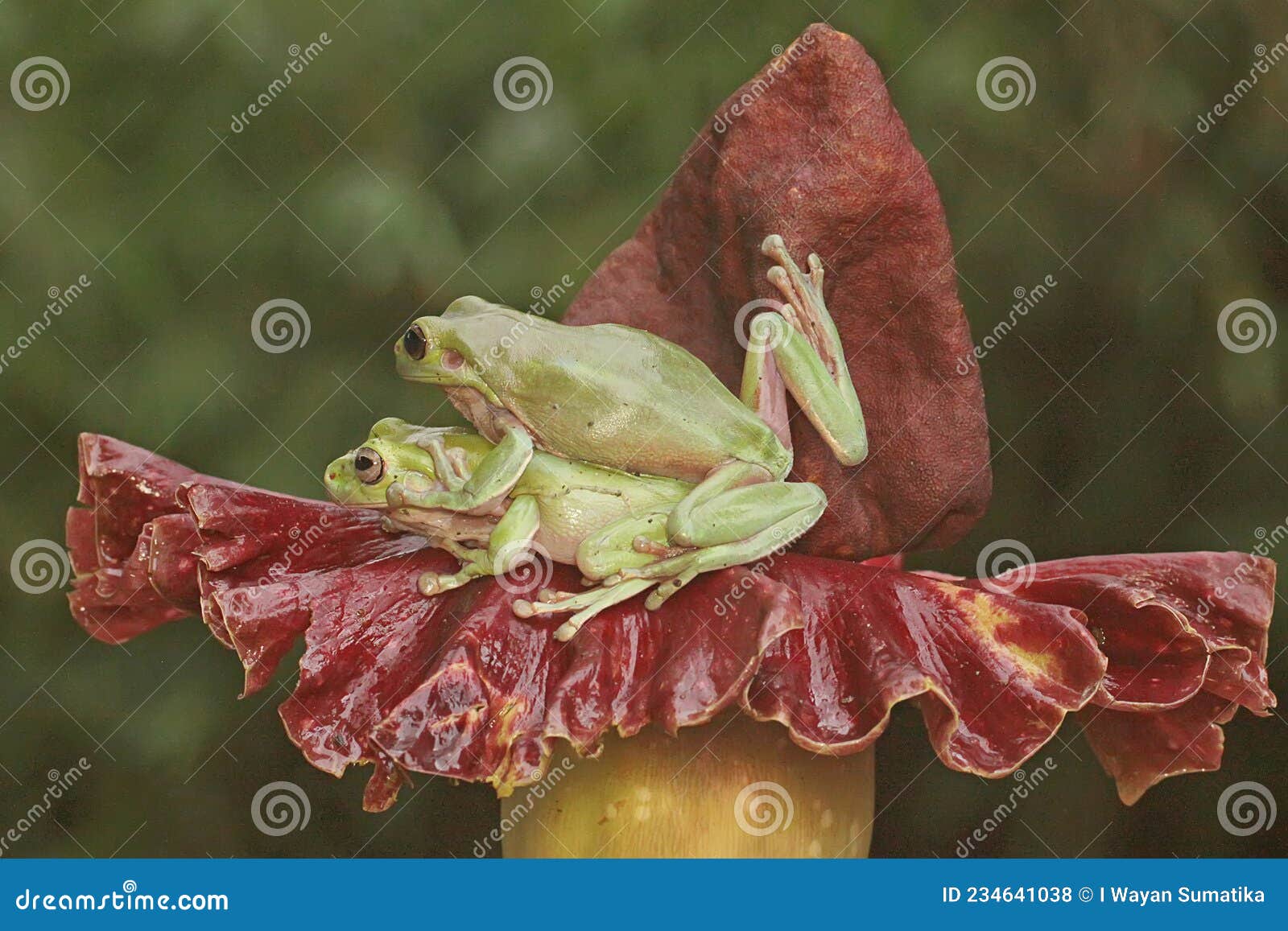 Two Dumpy Tree Frogs are Resting. Stock Photo - Image of cute ...