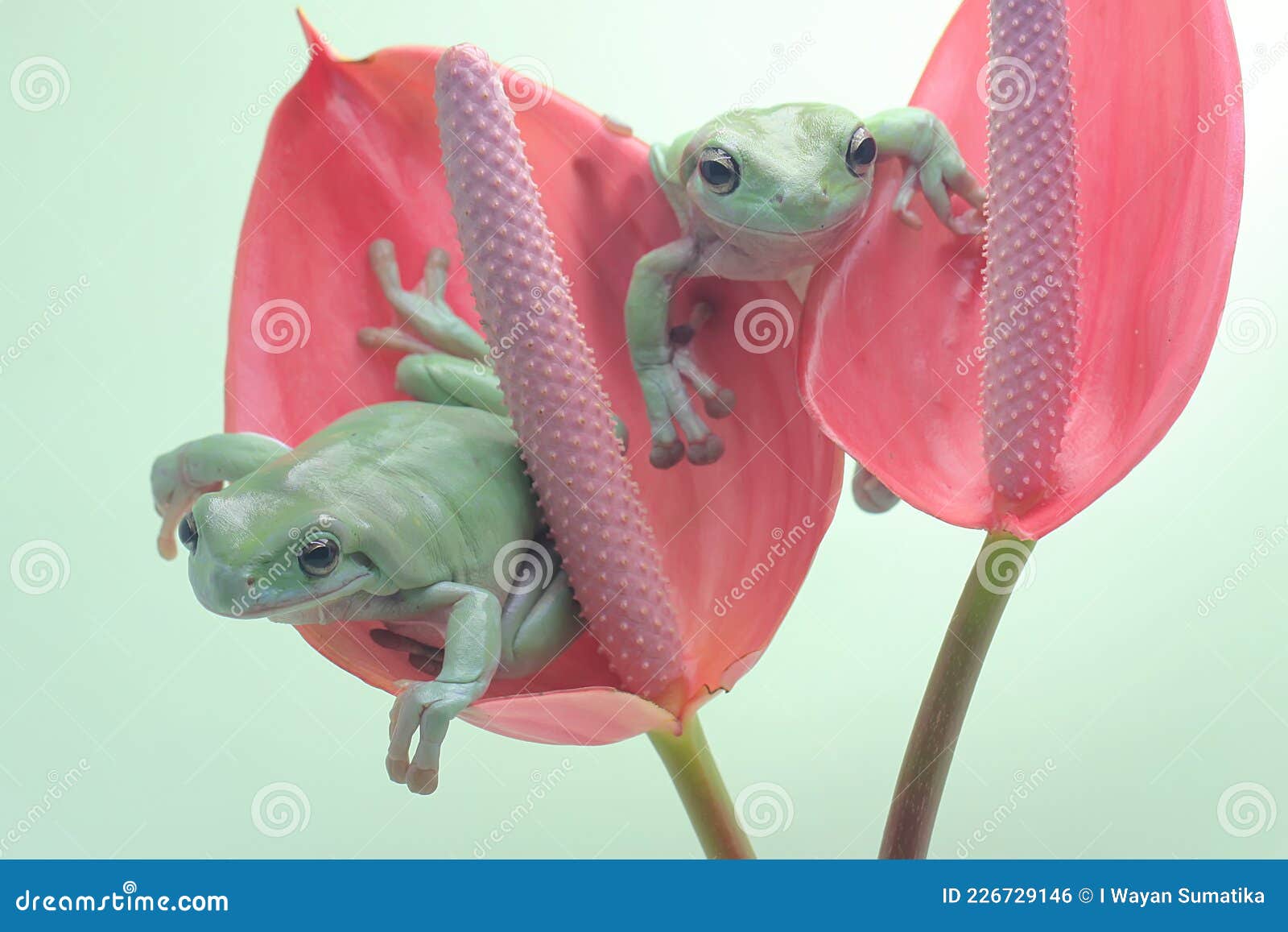Pink Tree Frogs