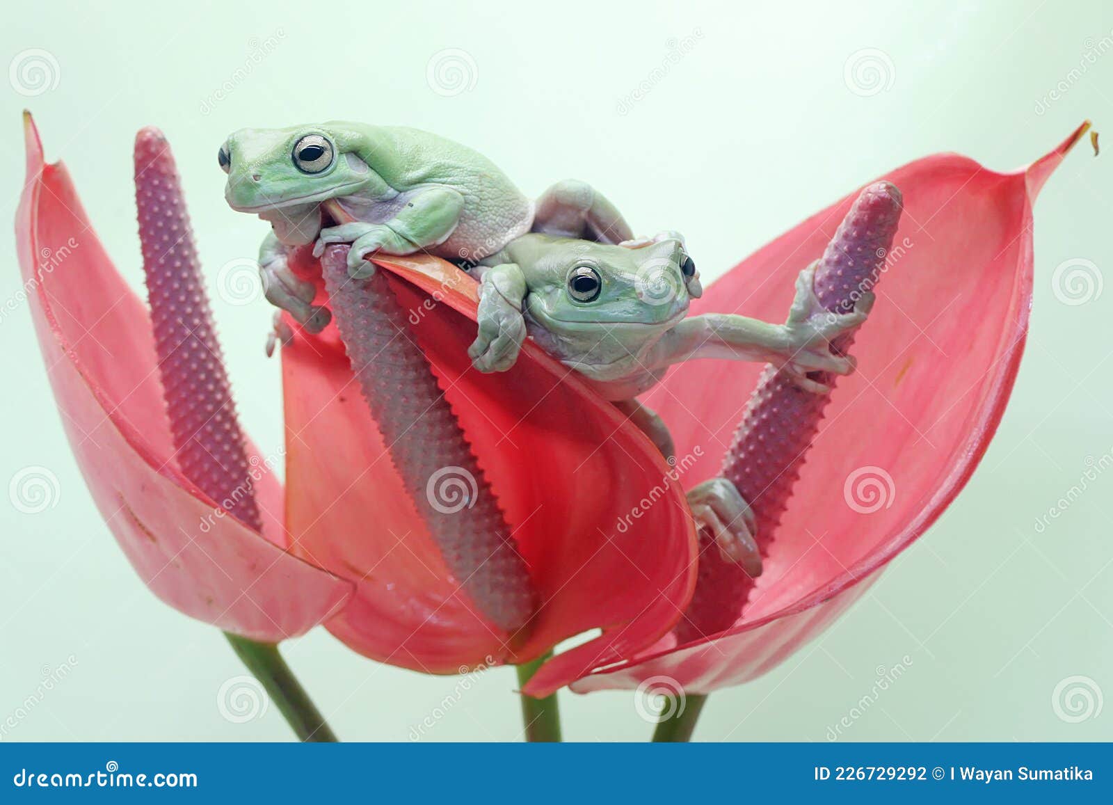 Pink Tree Frogs
