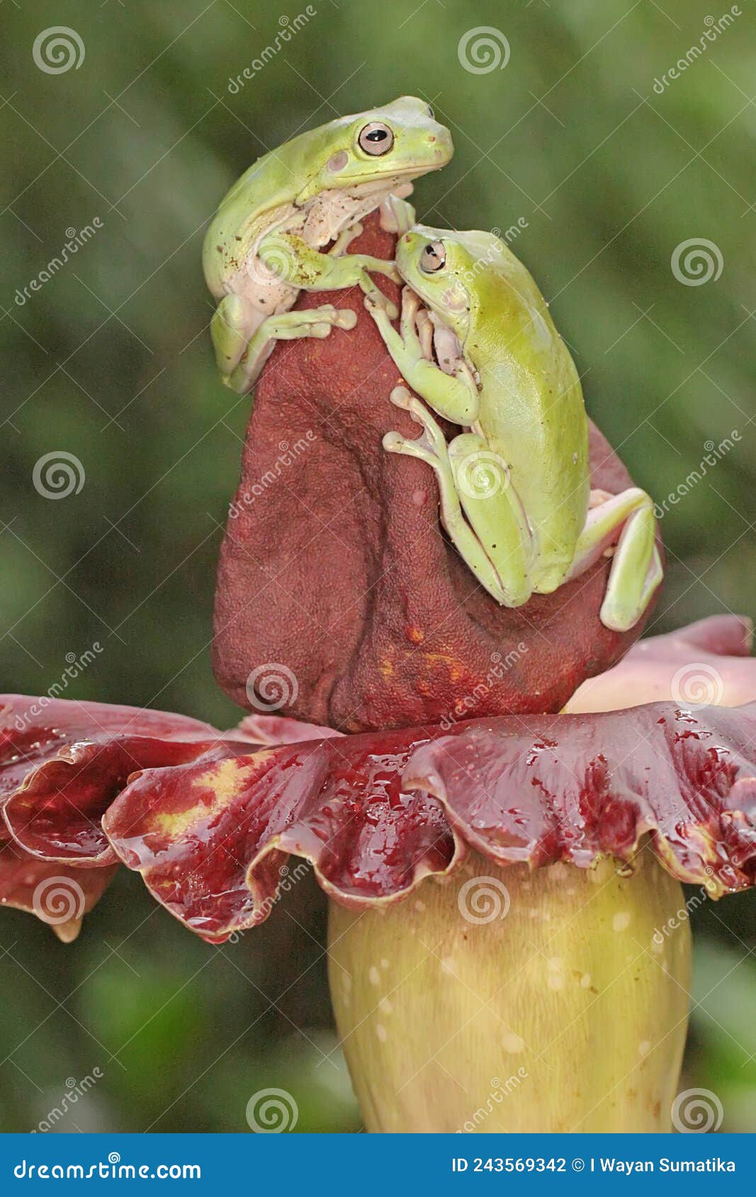 Two Dumpy Tree Frogs are Resting on a Wildflower. Stock Photo - Image ...