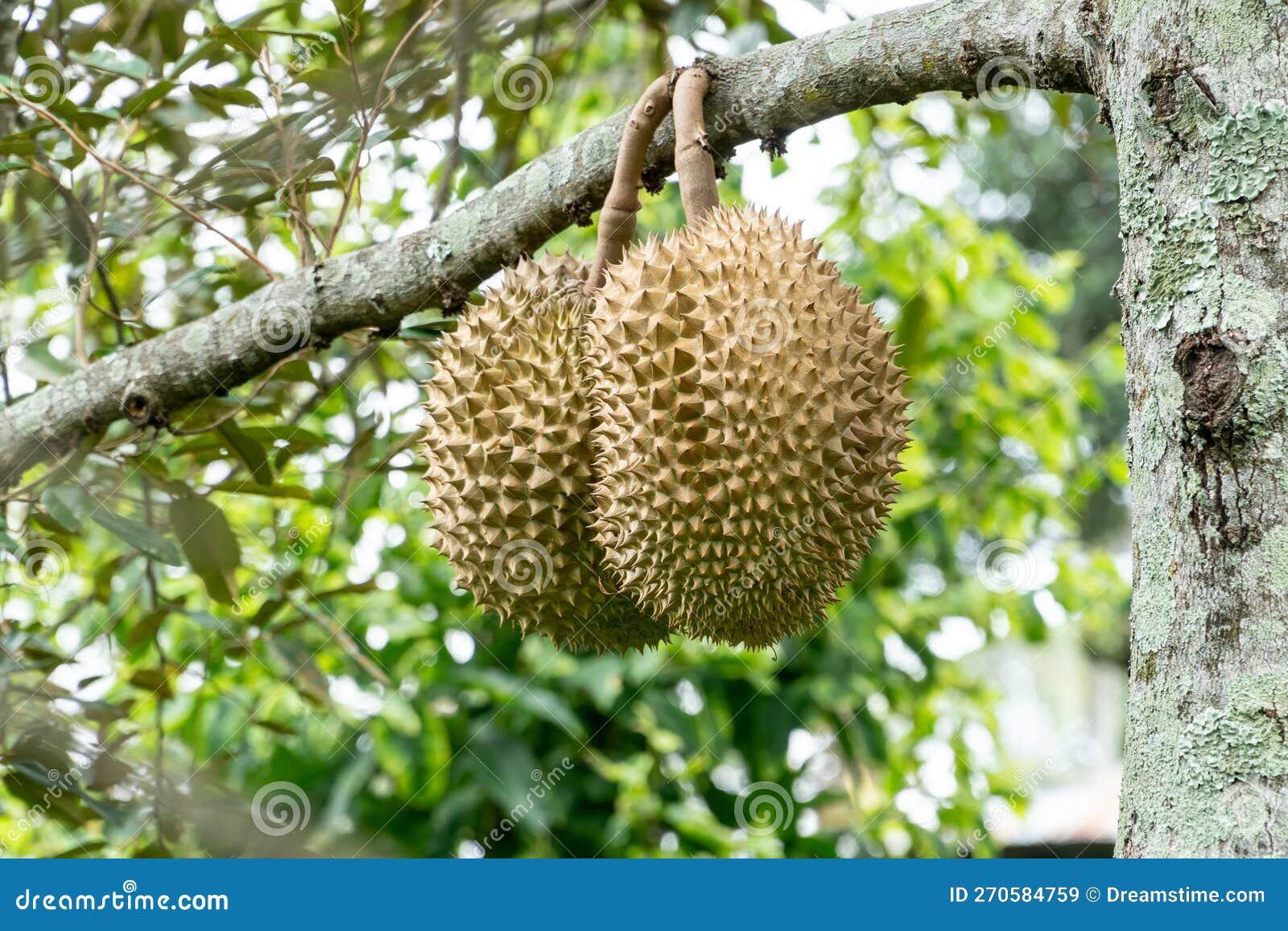 Two Durians Growing on Tree Stock Image - Image of asia, orchard: 270584759