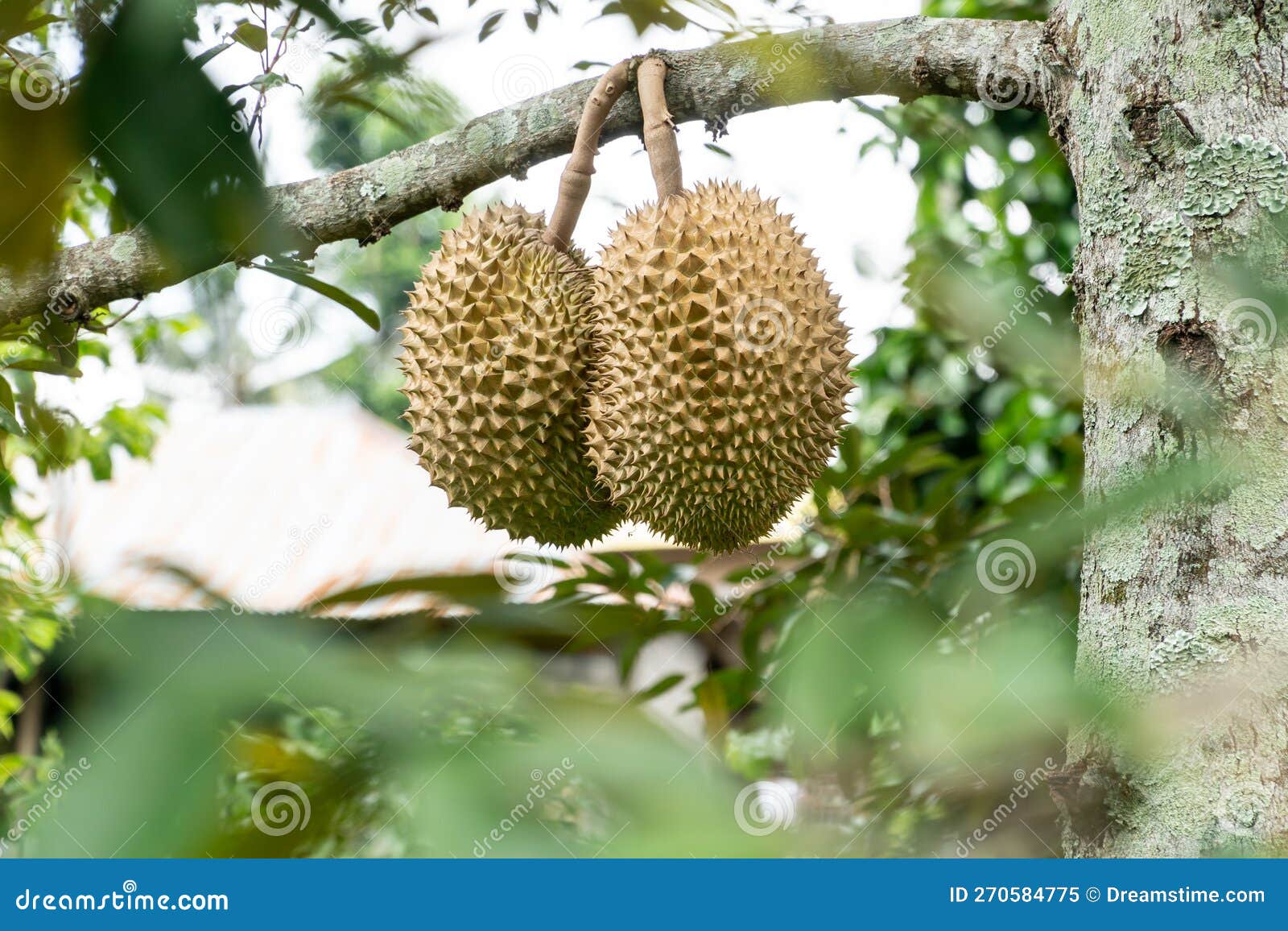 Two Durians Growing on Tree Stock Image - Image of sunlight, organic ...