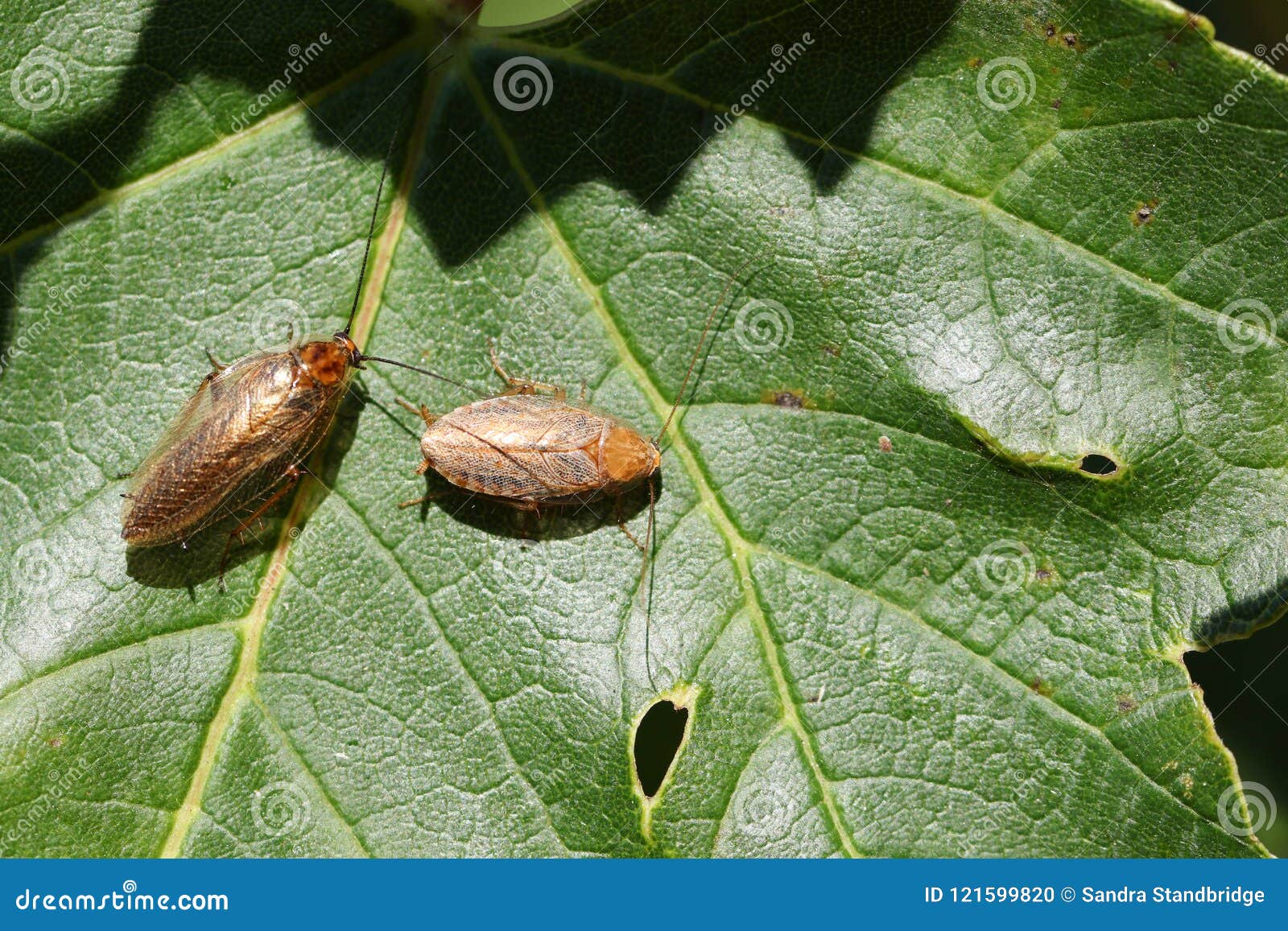 Two Dusky Cockroach Ectobius Lapponicus Perching on a Maple Leaf at the ...
