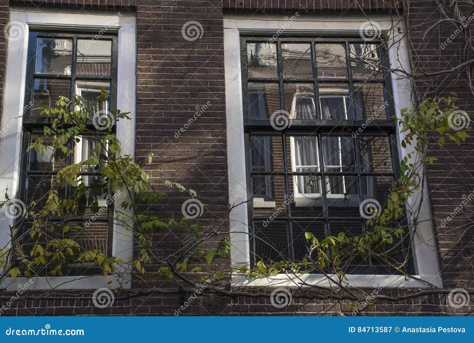 Two Dutch Windows with Green Leaves with Reflection Stock Image - Image ...