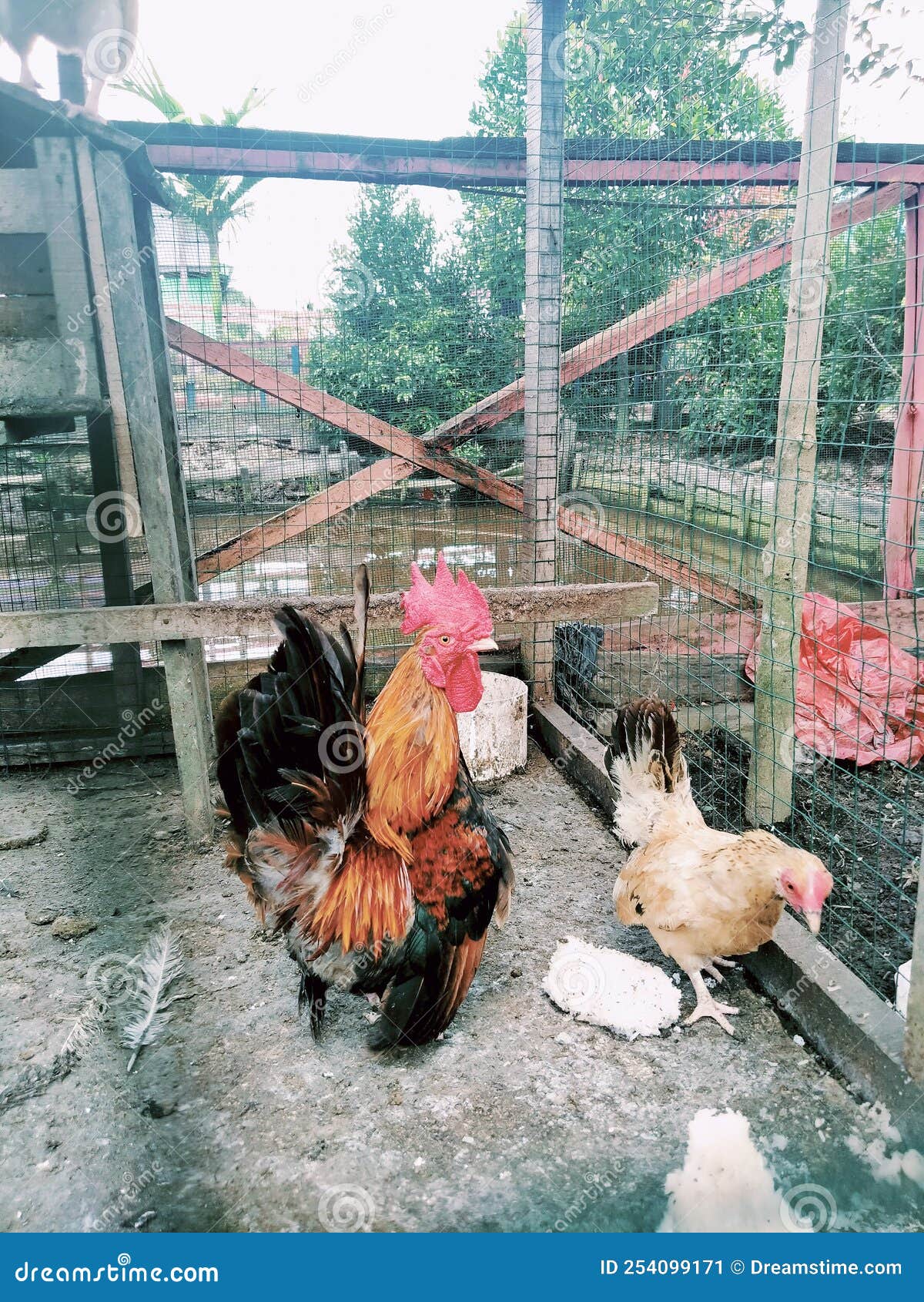 Two Dwarf Chicken in a Cage at the Zoo Stock Image - Image of claws ...