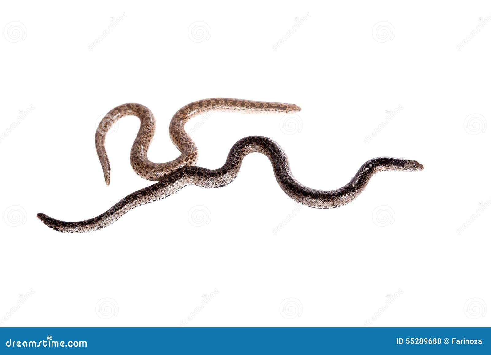 Two Dwarf Sand Boas on White Stock Photo - Image of reptilian, copy ...