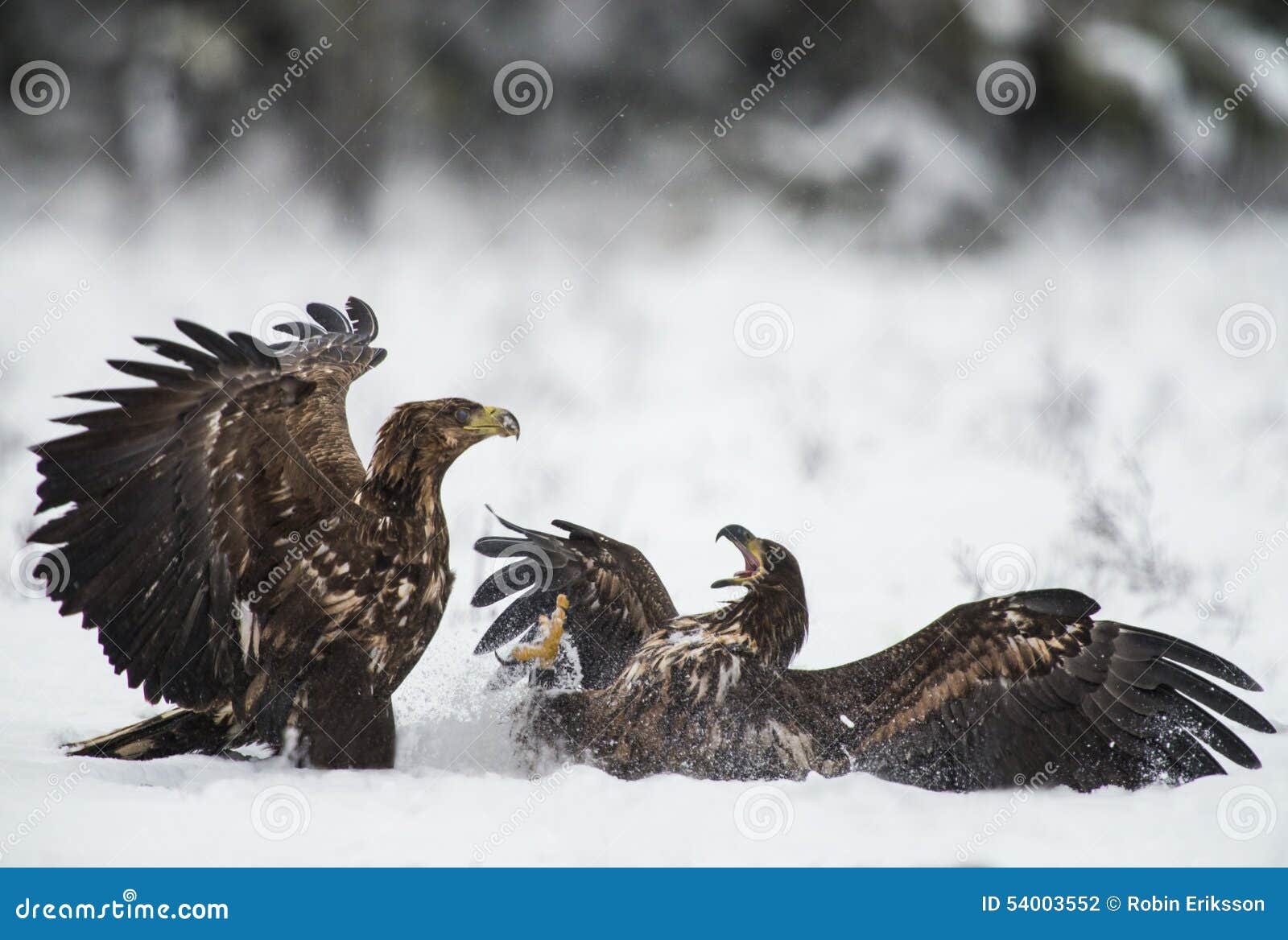 Two eagles in a fight stock photo. Image of prey, white - 54003552