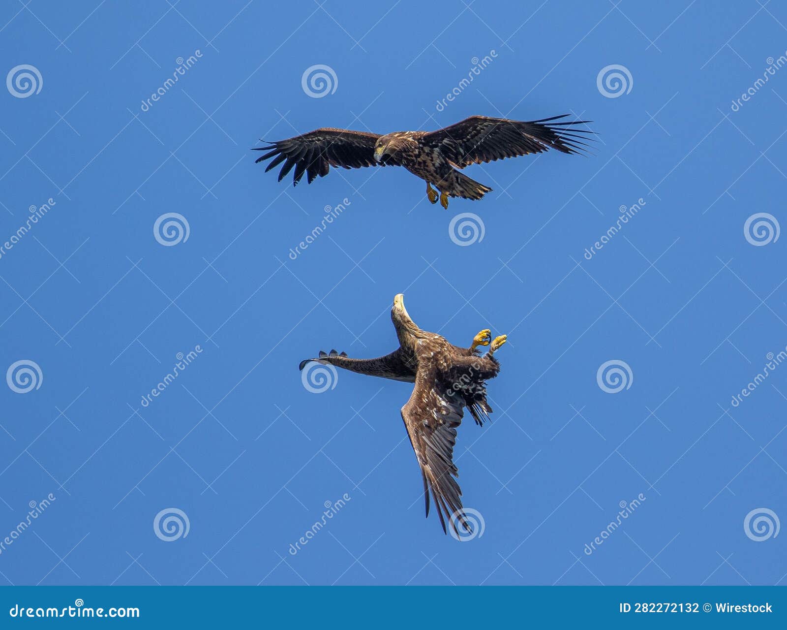 Two Eagles Fighting in the Air Stock Photo - Image of flight, nature ...