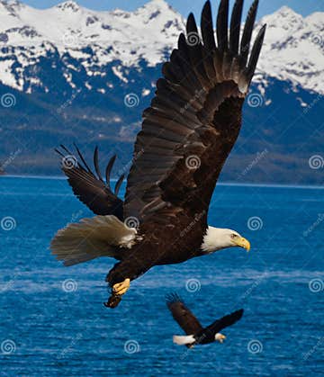 Two Eagles in flight stock image. Image of wind, flight - 90966319