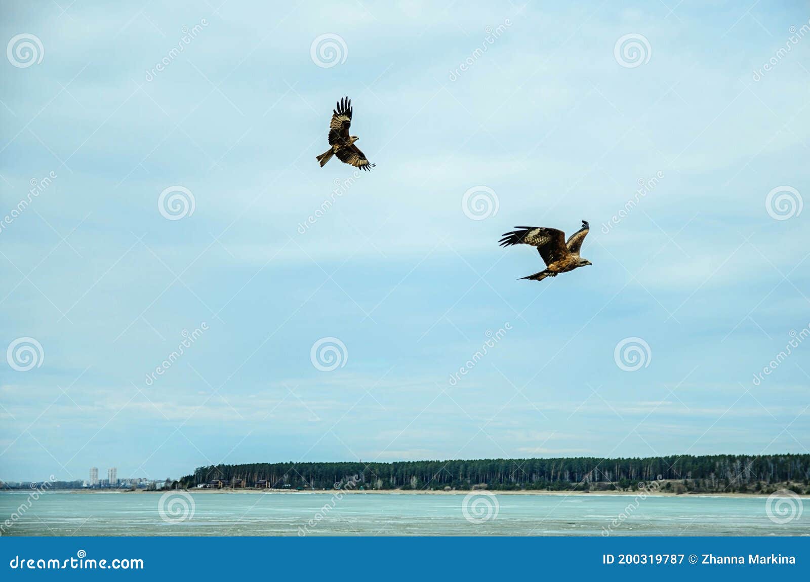 Two Eagles are Flying in the Blue Sky. Low Flying Eagle Against the ...